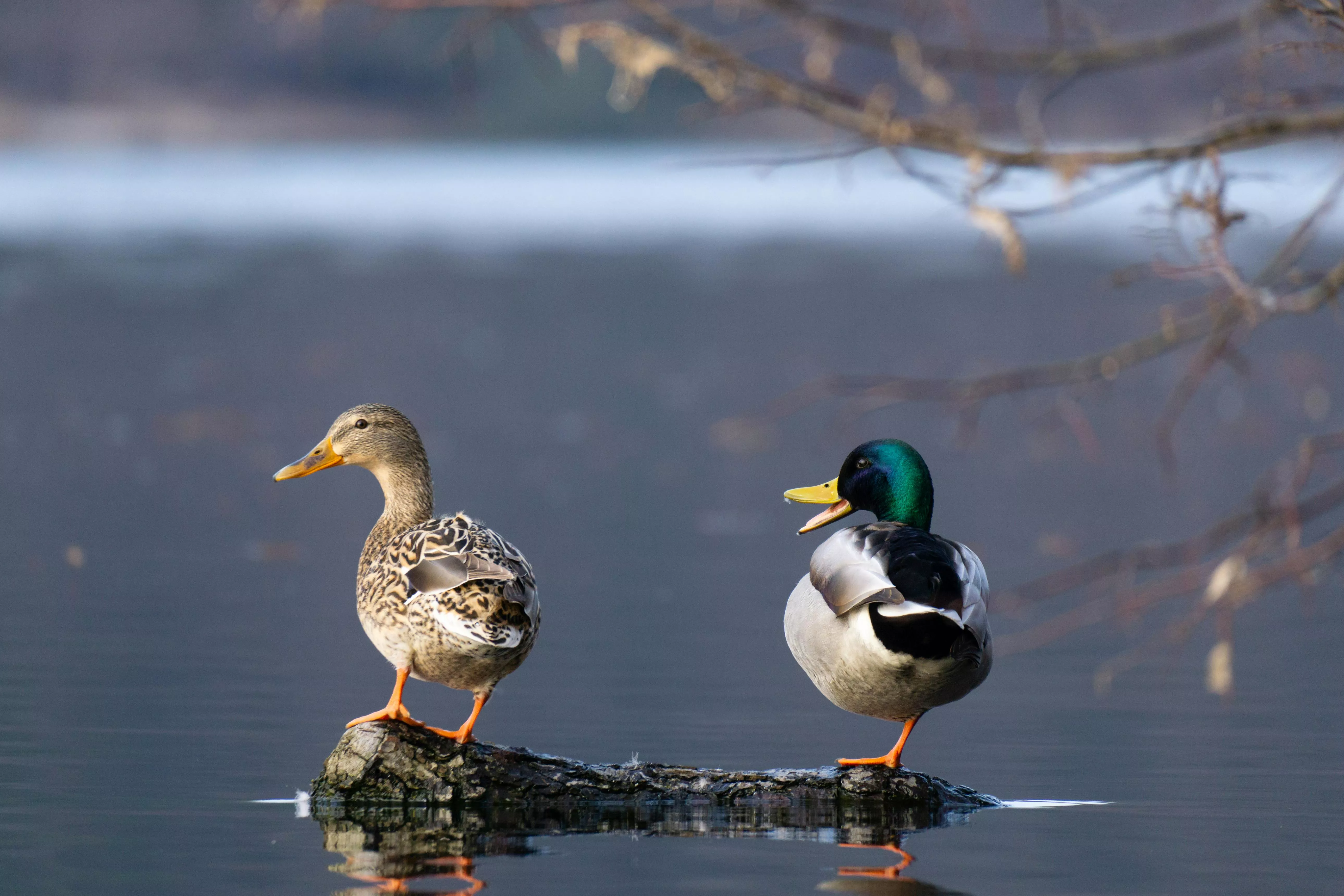 4k Ducks Wallpapers - Wallpaper Cave