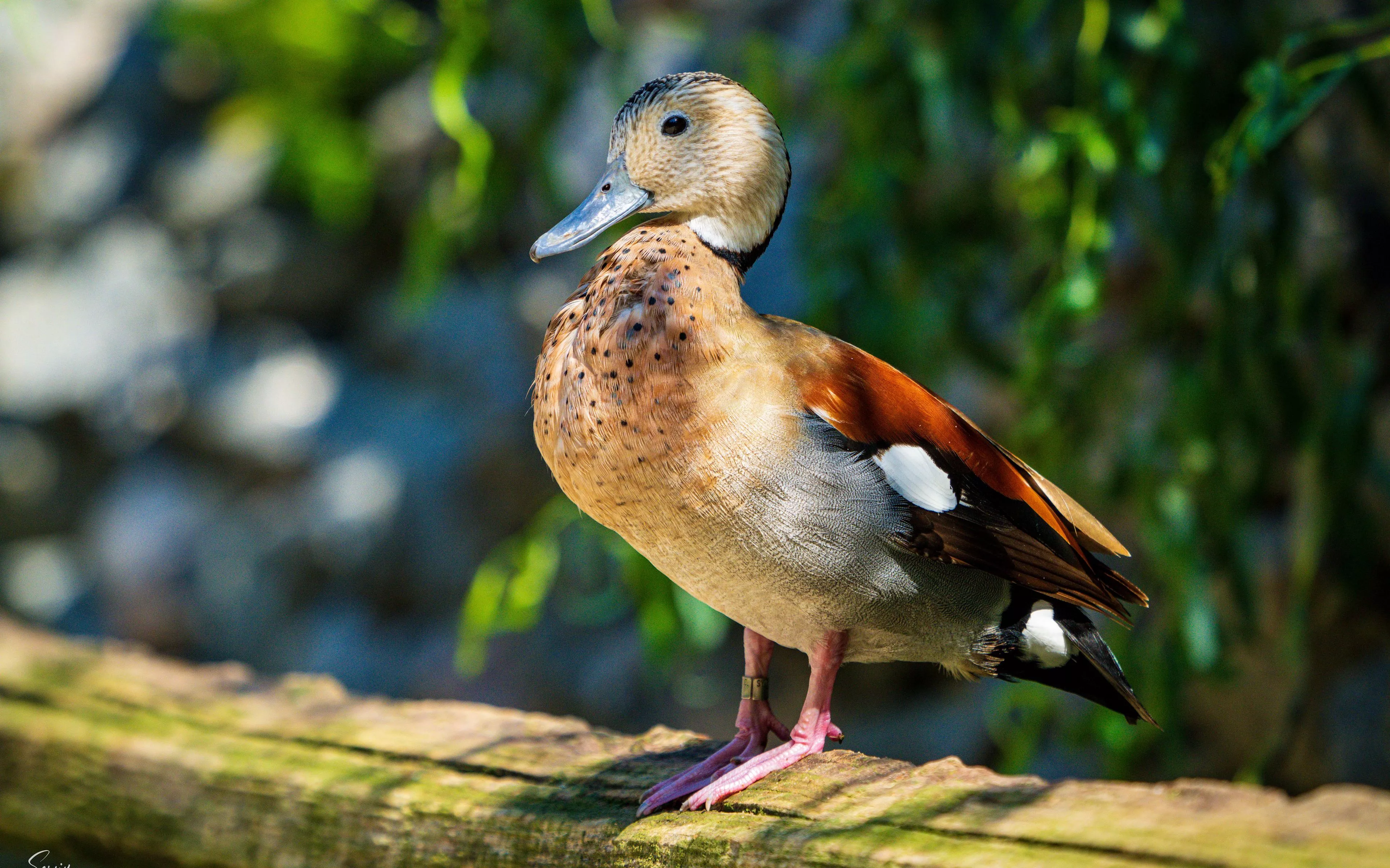 4k Ducks Wallpapers - Wallpaper Cave