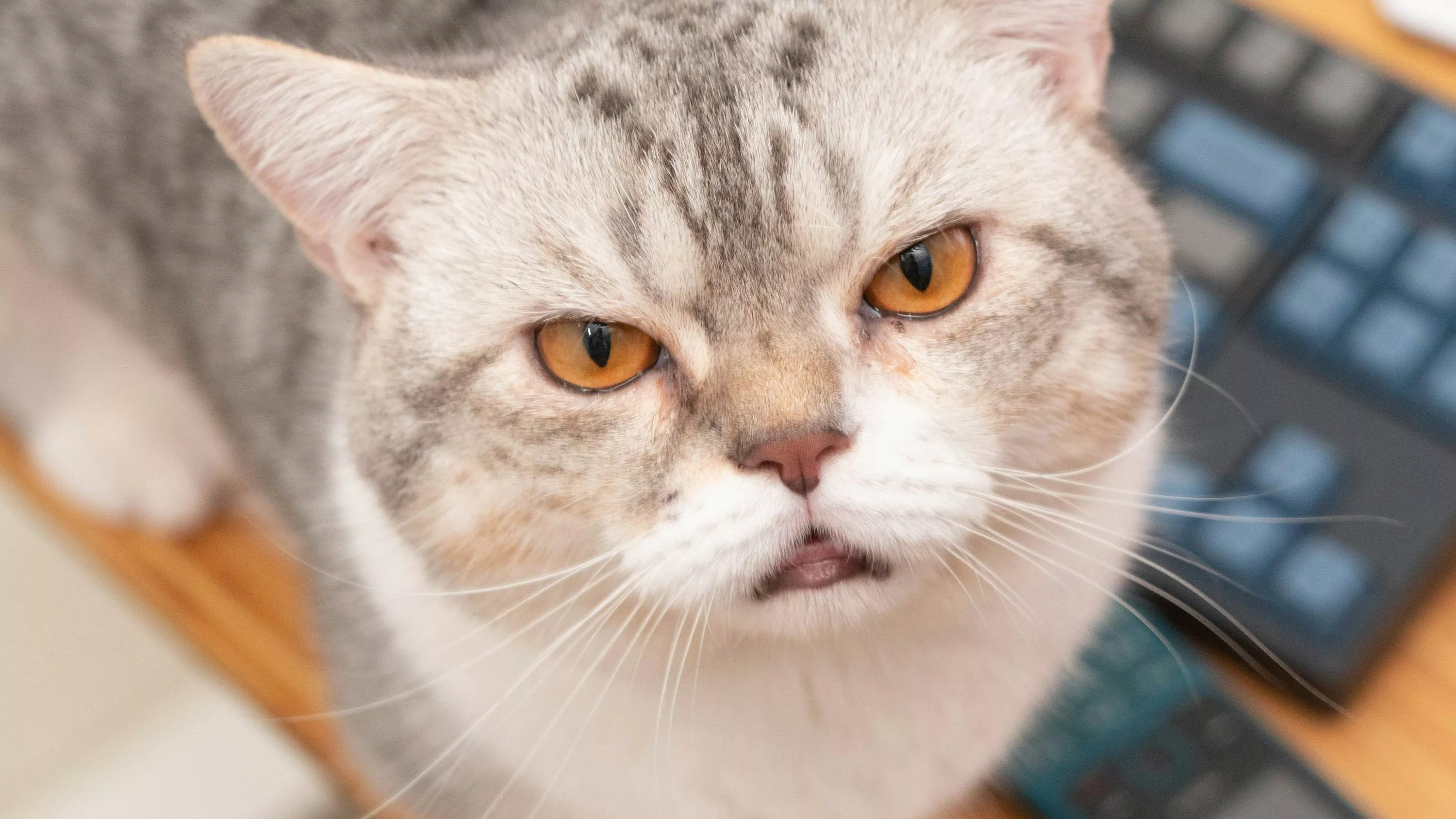 Funny Cat 4k Wallpapers - Wallpaper Cave