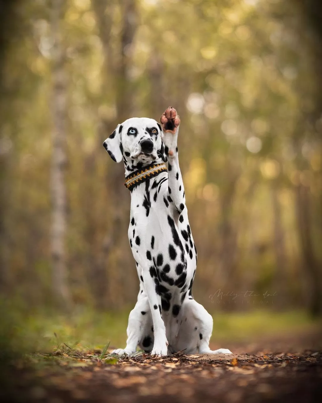 Dogs Doing High Five Wallpapers - Wallpaper Cave