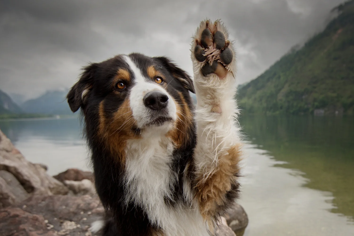 Dogs Doing High Five Wallpapers - Wallpaper Cave