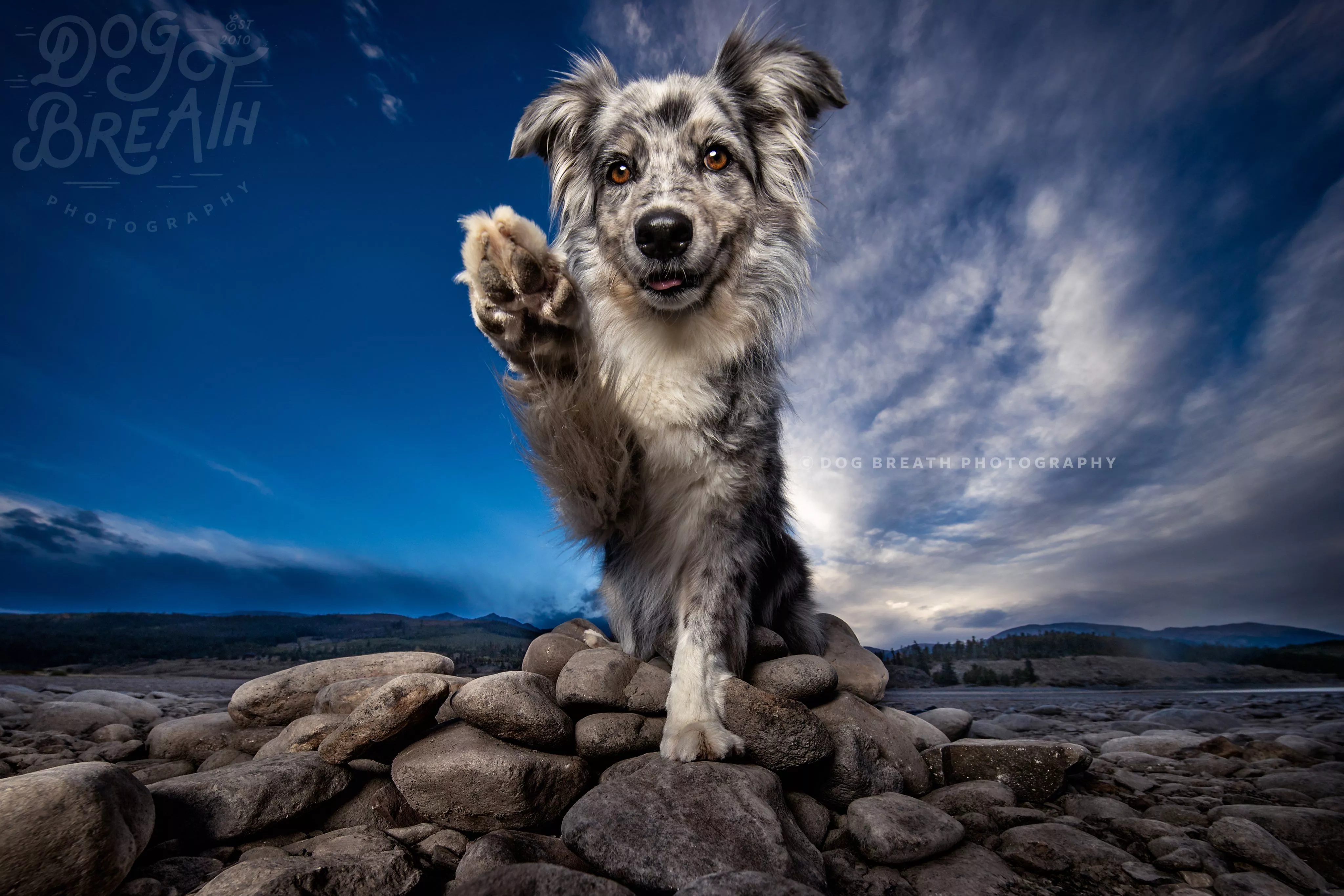Dogs Doing High Five Wallpapers - Wallpaper Cave