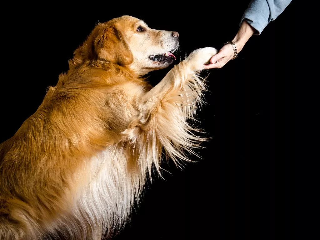 Dogs Doing High Five Wallpapers - Wallpaper Cave