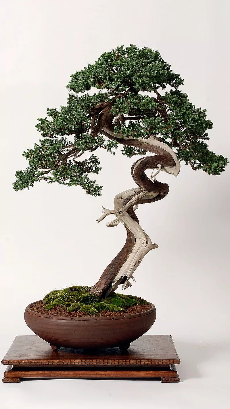 Bonsai iPhone Wallpapers - Wallpaper Cave