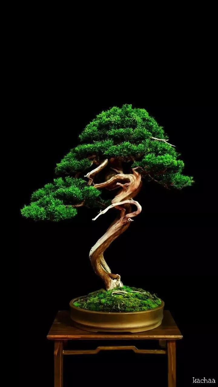 Bonsai iPhone Wallpapers - Wallpaper Cave