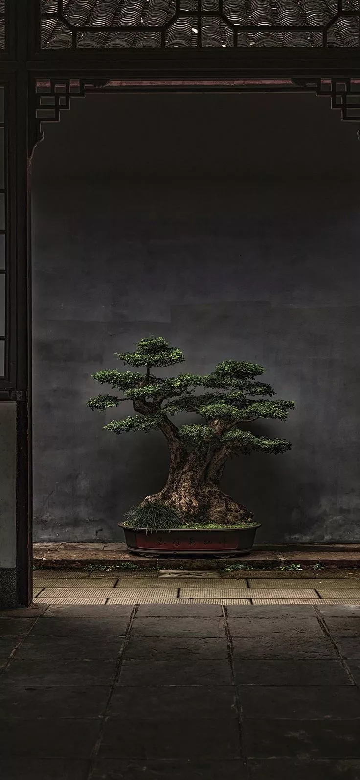 Bonsai iPhone Wallpapers - Wallpaper Cave