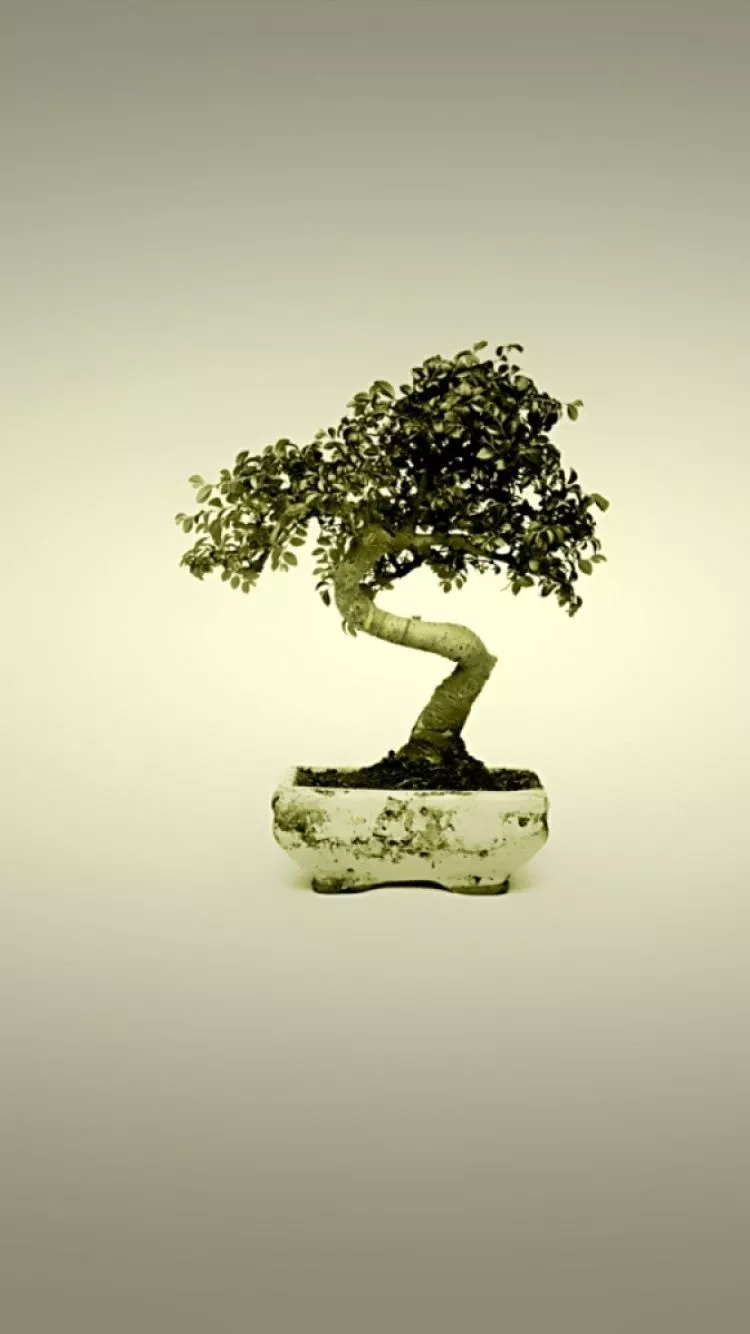 Bonsai iPhone Wallpapers - Wallpaper Cave