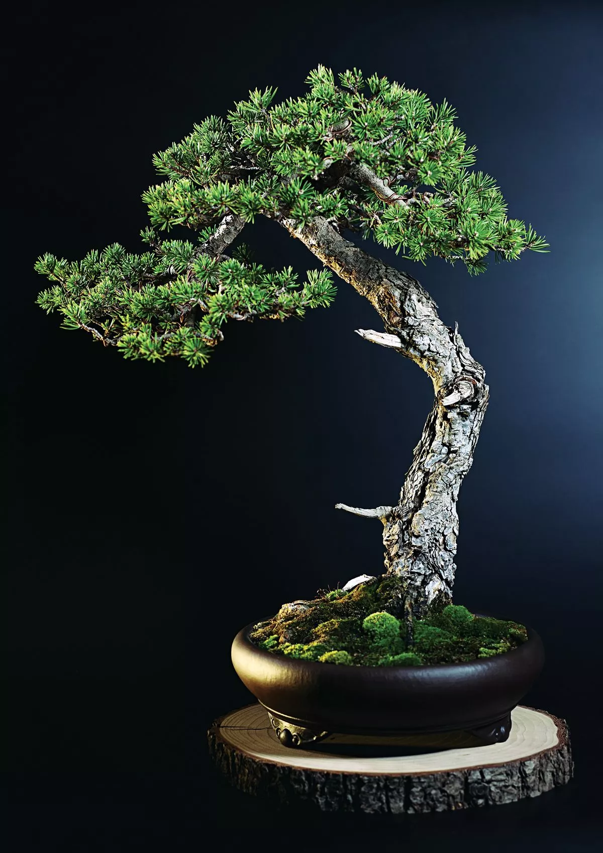 Bonsai iPhone Wallpapers - Wallpaper Cave