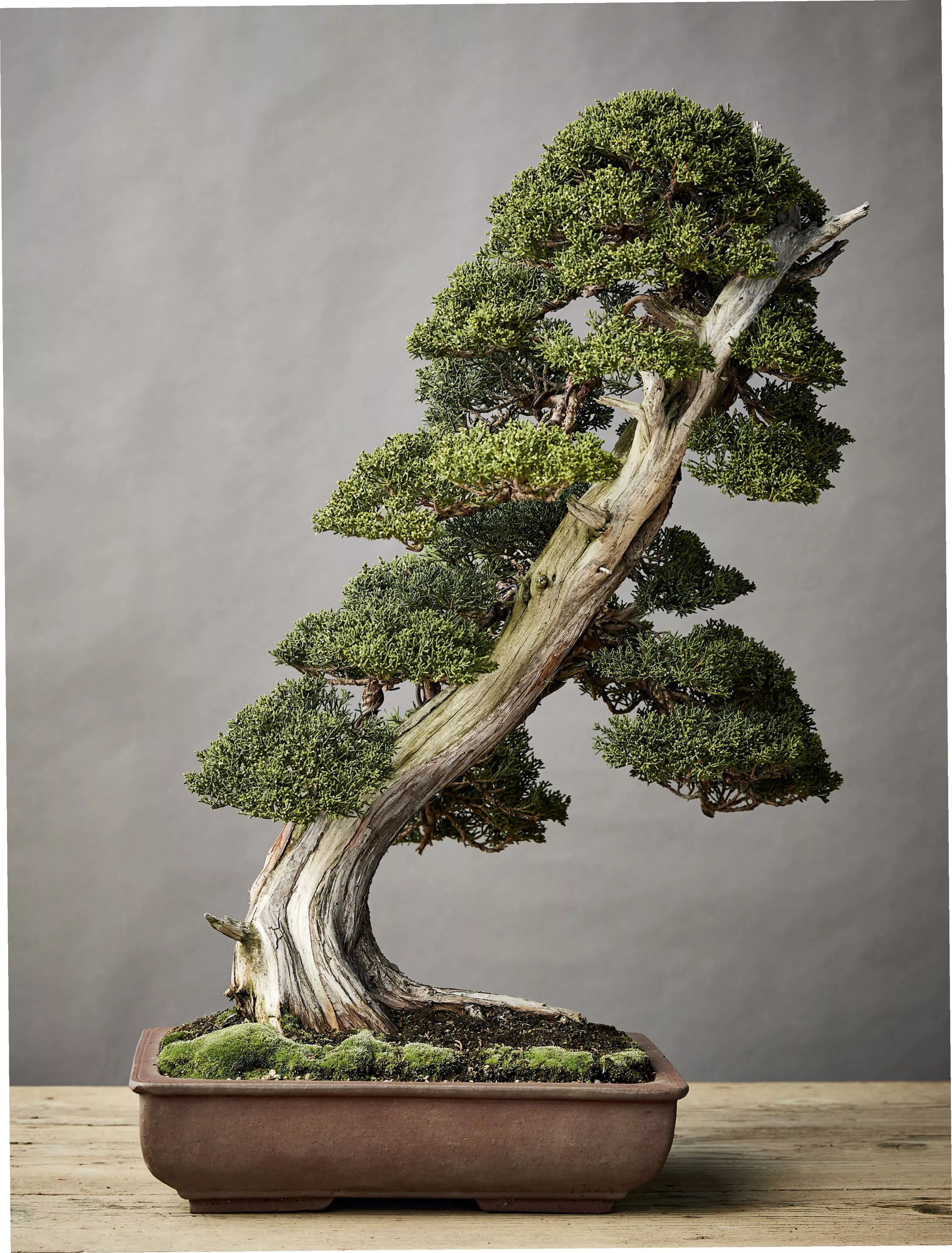 Bonsai iPhone Wallpapers - Wallpaper Cave