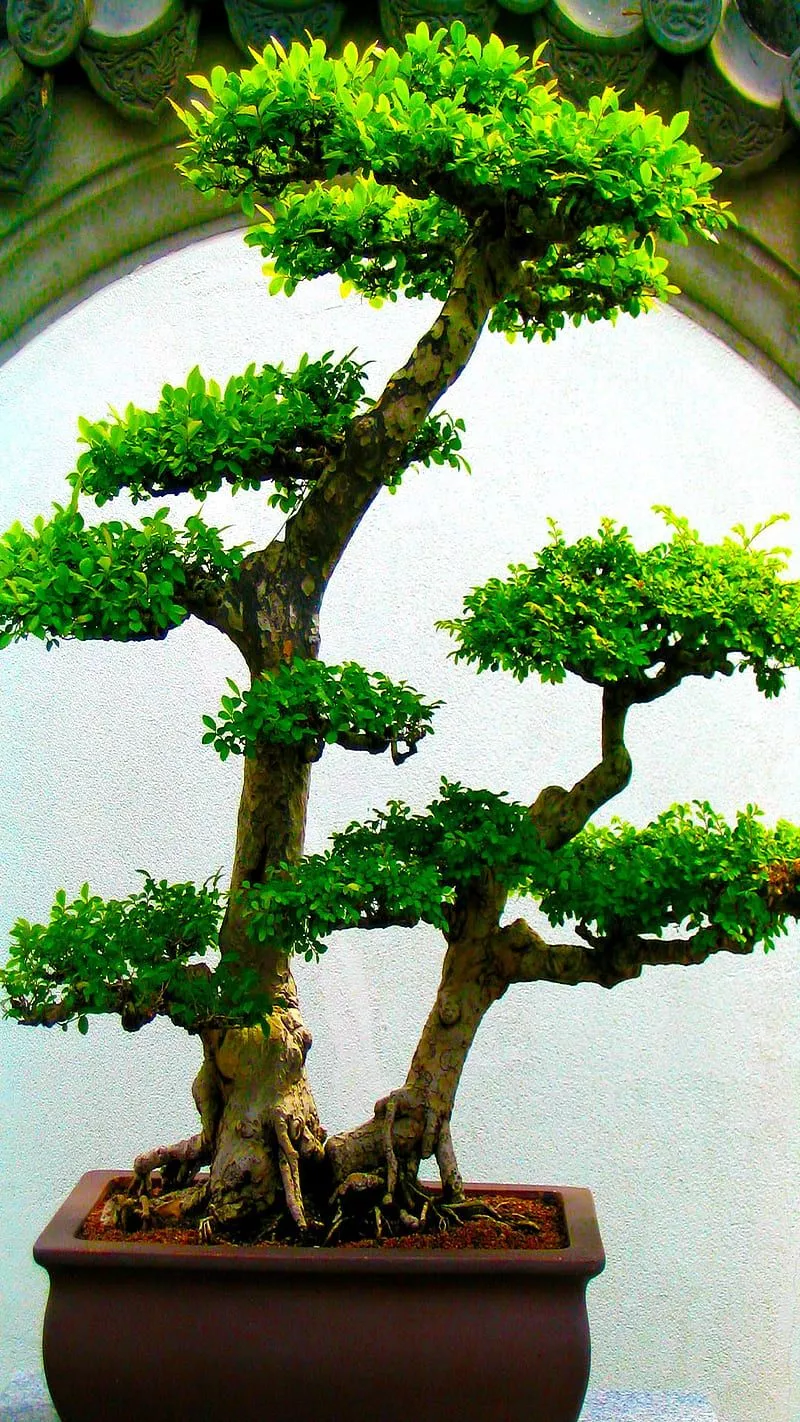 Bonsai iPhone Wallpapers - Wallpaper Cave