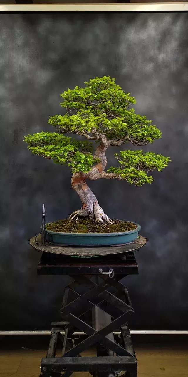Bonsai Iphone Wallpaper Bonsai Trees 4k Phone HD Wallpaper