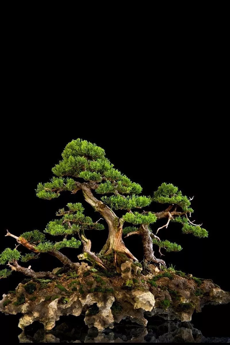 Bonsai iPhone Wallpapers - Wallpaper Cave