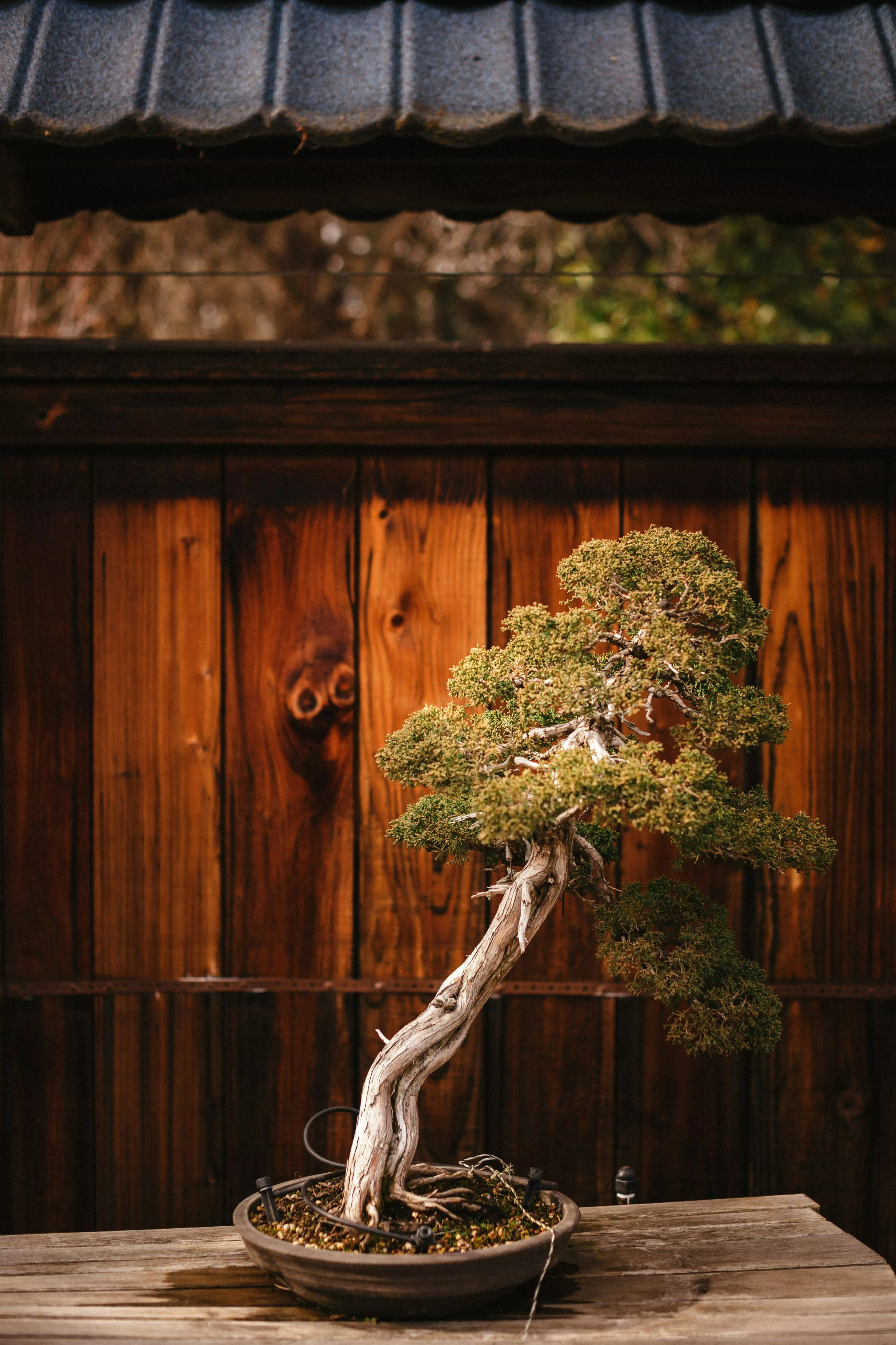 Bonsai iPhone Wallpapers - Wallpaper Cave