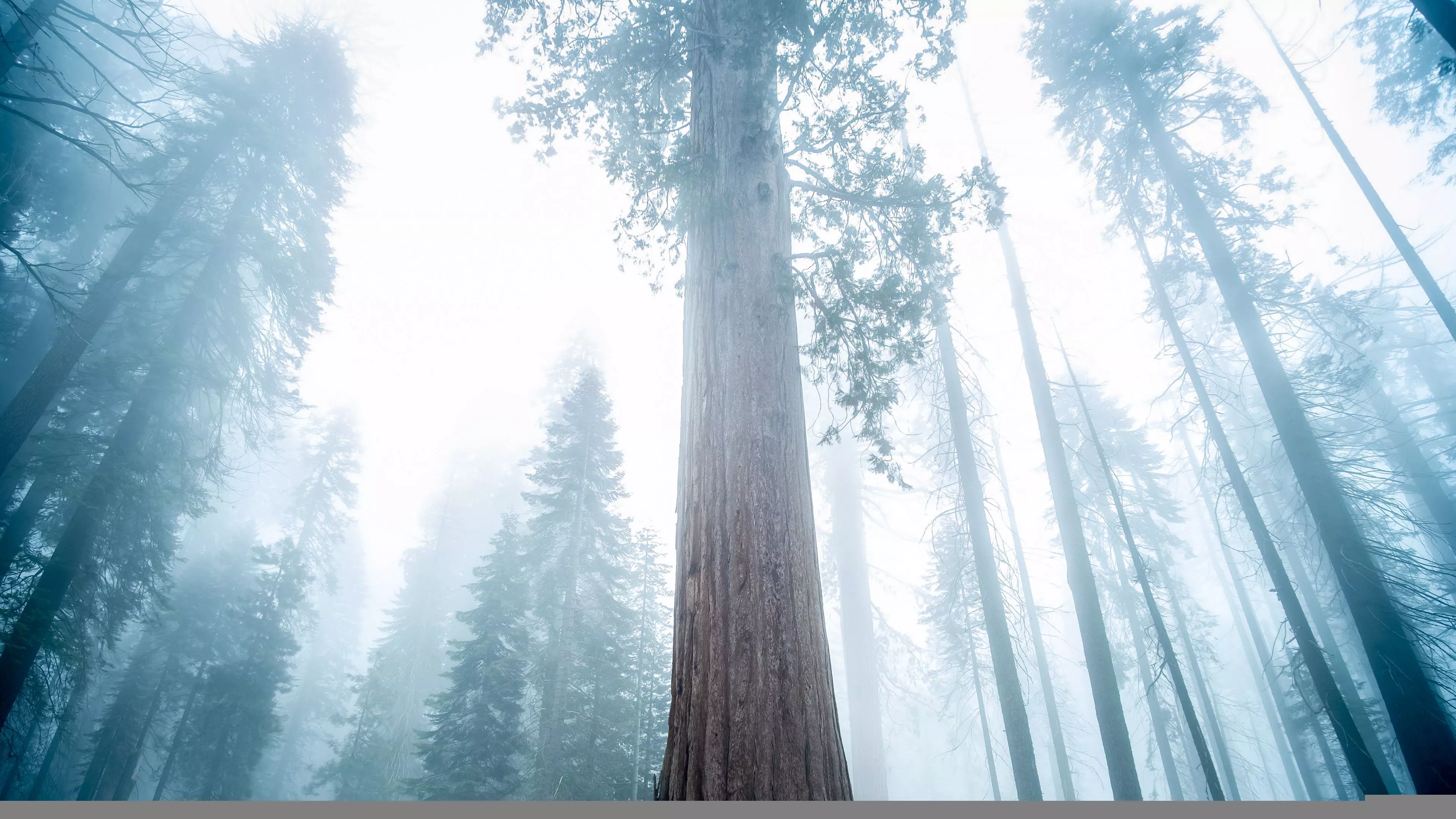 Sequoia 4k Wallpapers - Wallpaper Cave