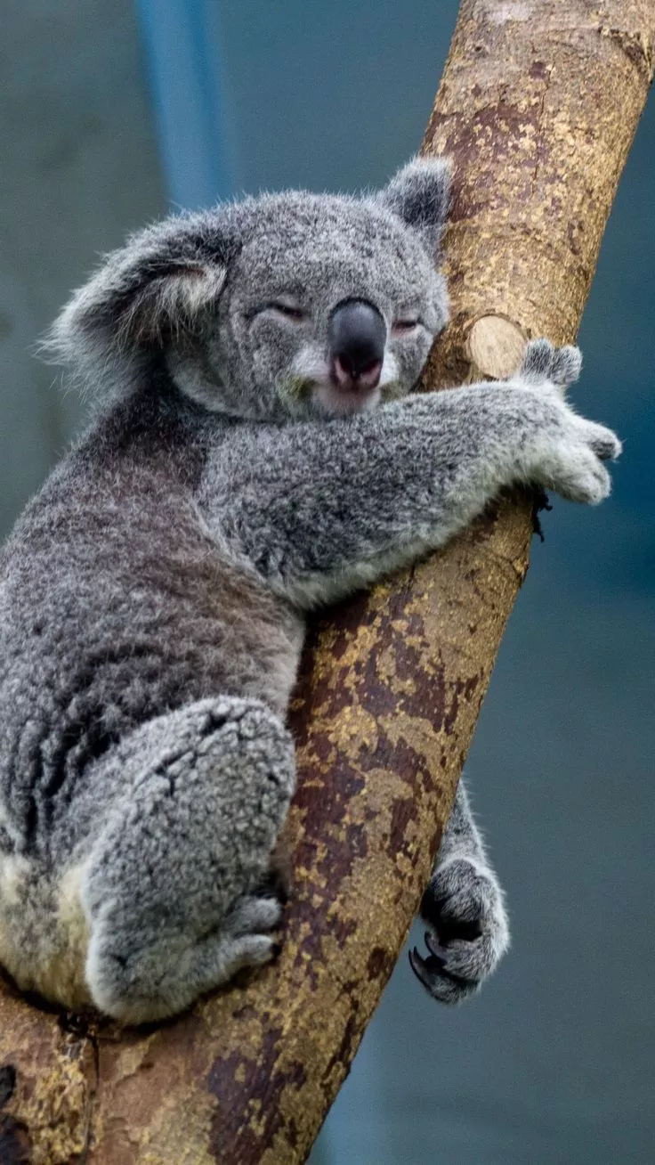 Koala Phone Wallpapers - Wallpaper Cave