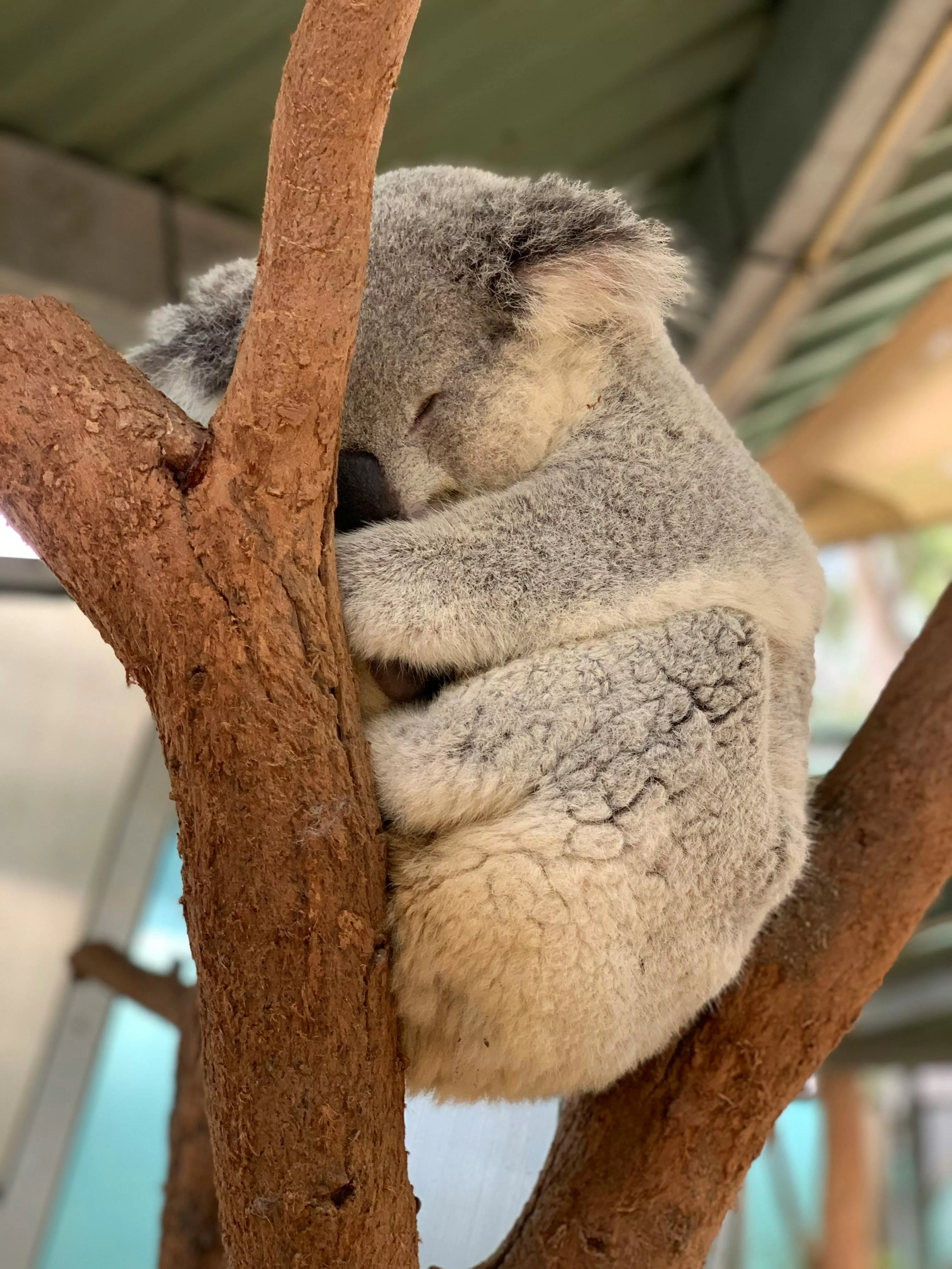 Koala Phone Wallpapers - Wallpaper Cave