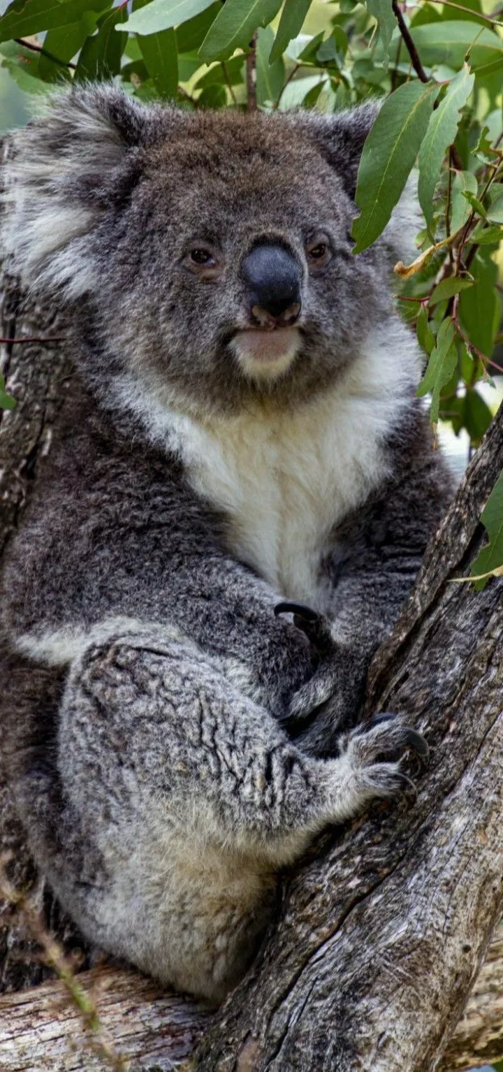 Koala Phone Wallpapers - Wallpaper Cave