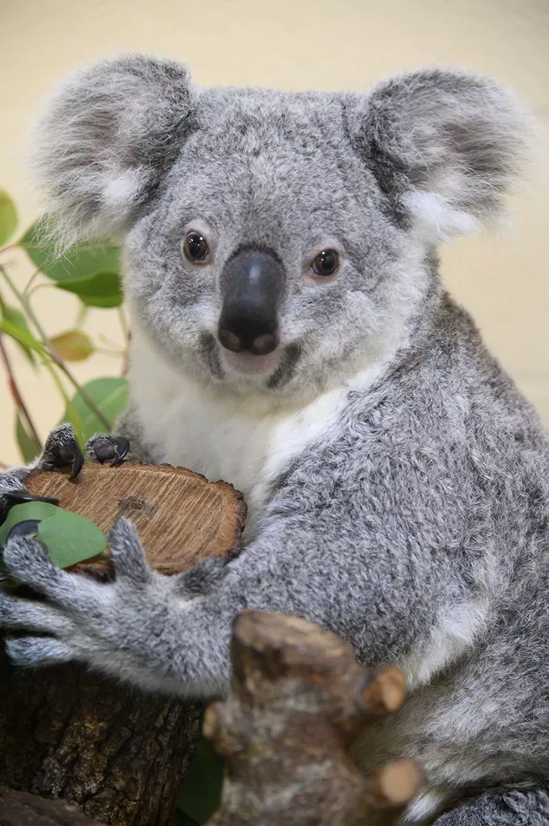 Koala Phone Wallpapers - Wallpaper Cave