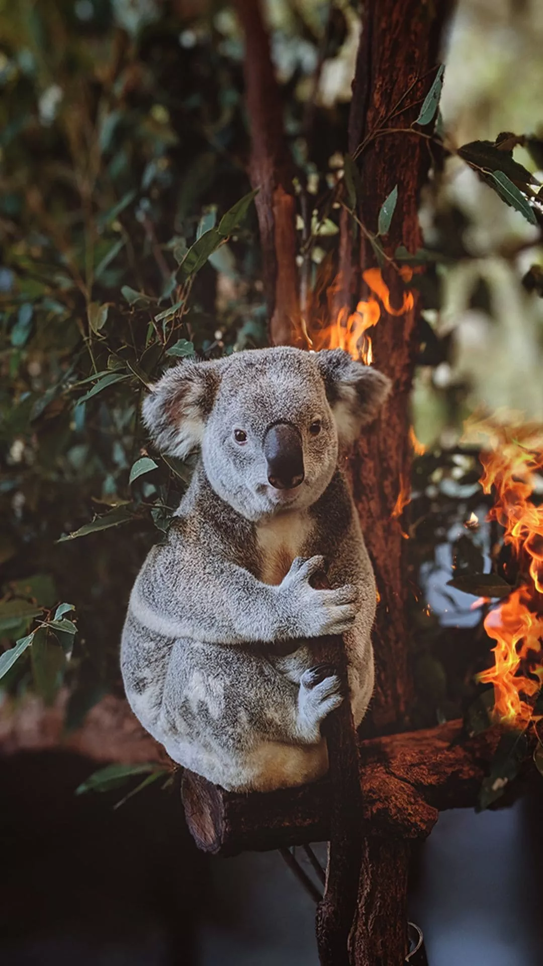 Koala Phone Wallpapers - Wallpaper Cave