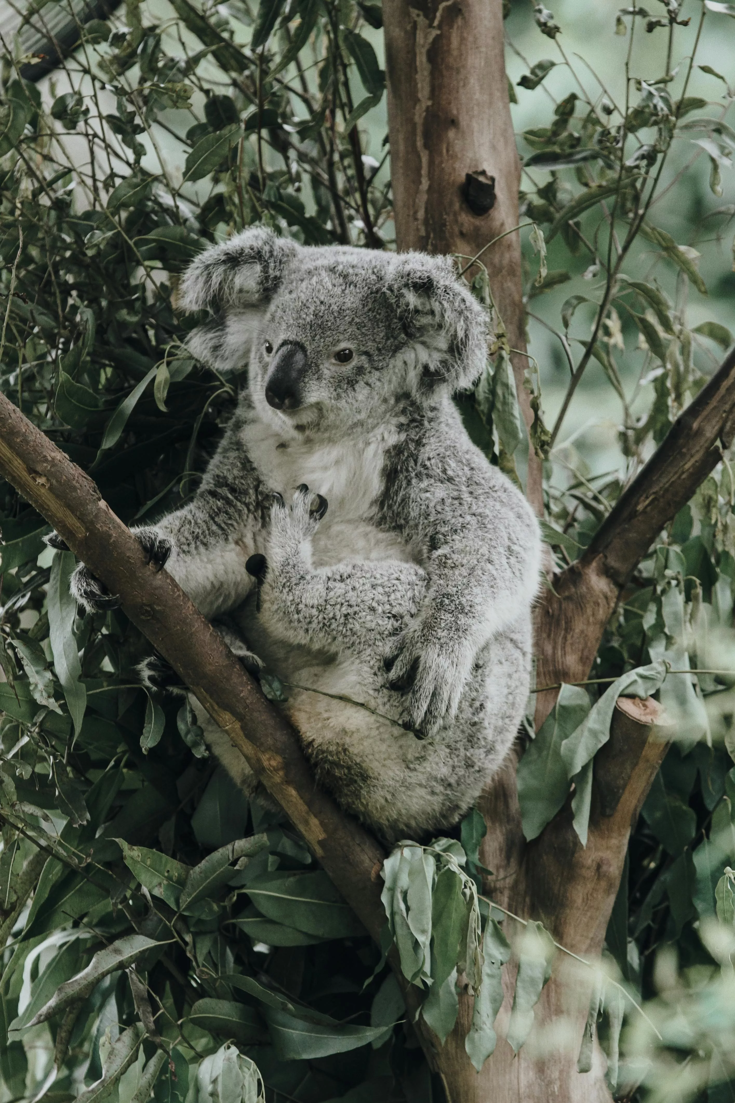 Koala Phone Wallpapers - Wallpaper Cave