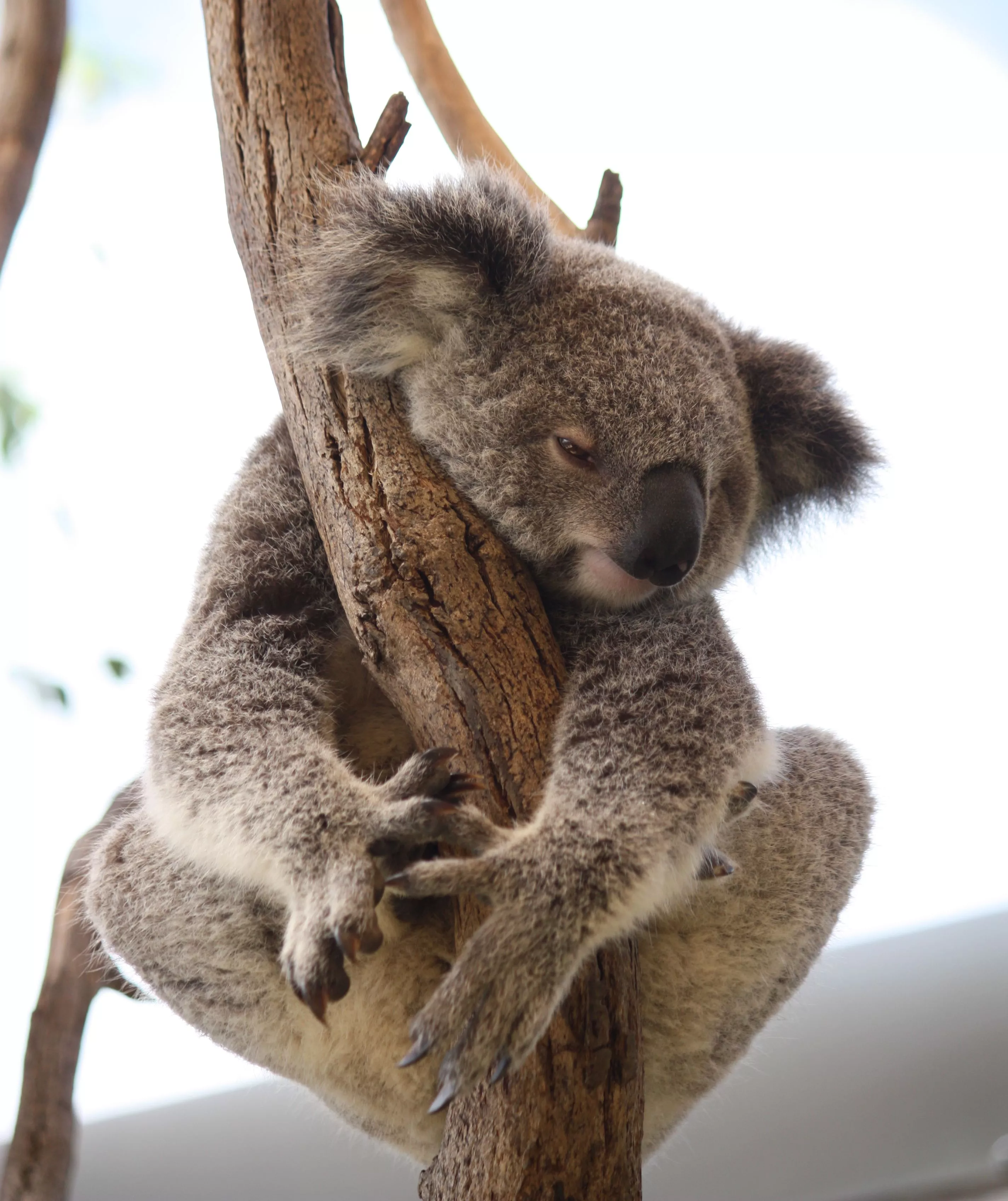 Koala Phone Wallpapers - Wallpaper Cave