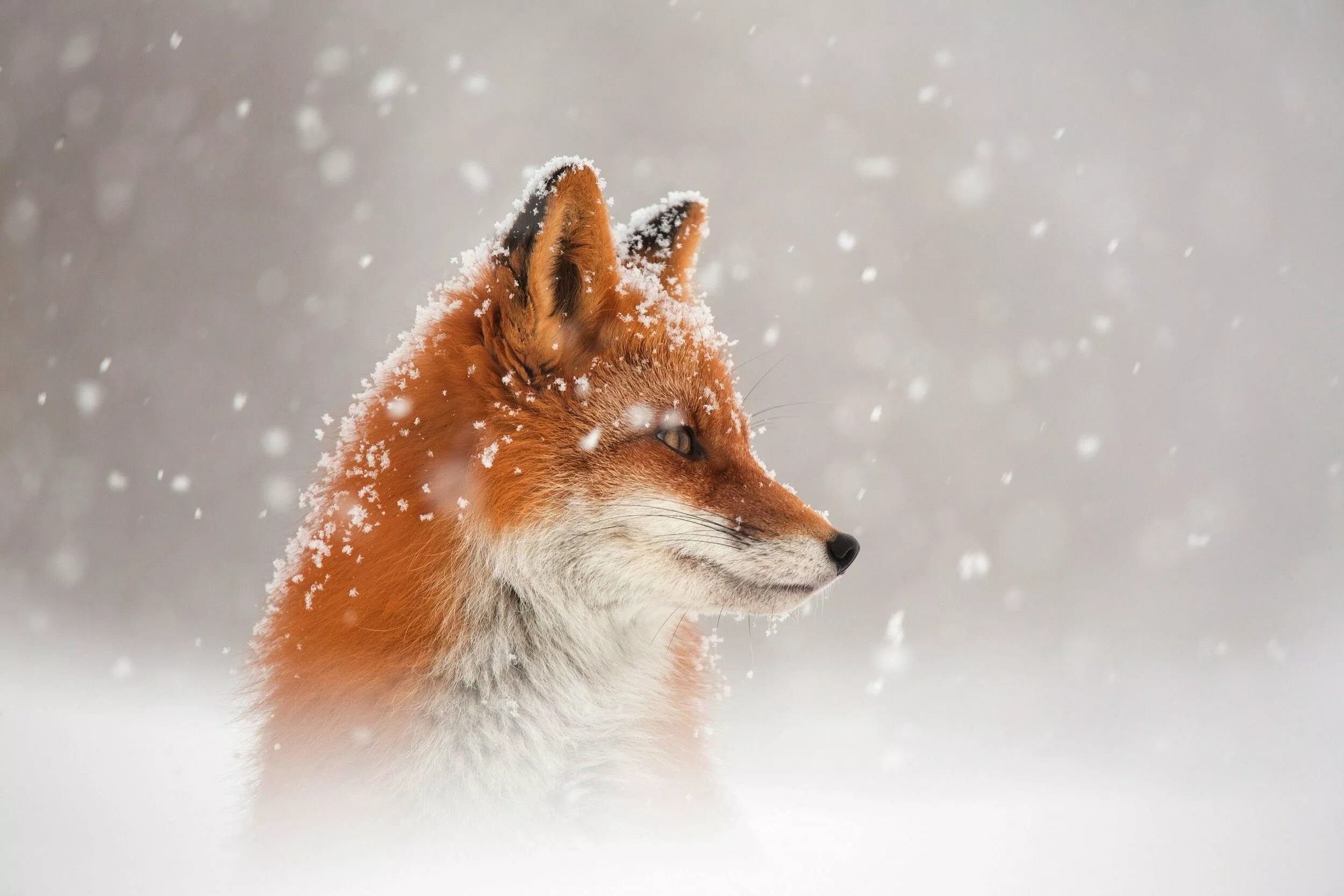 Red Fox In Snow Wallpapers - Wallpaper Cave