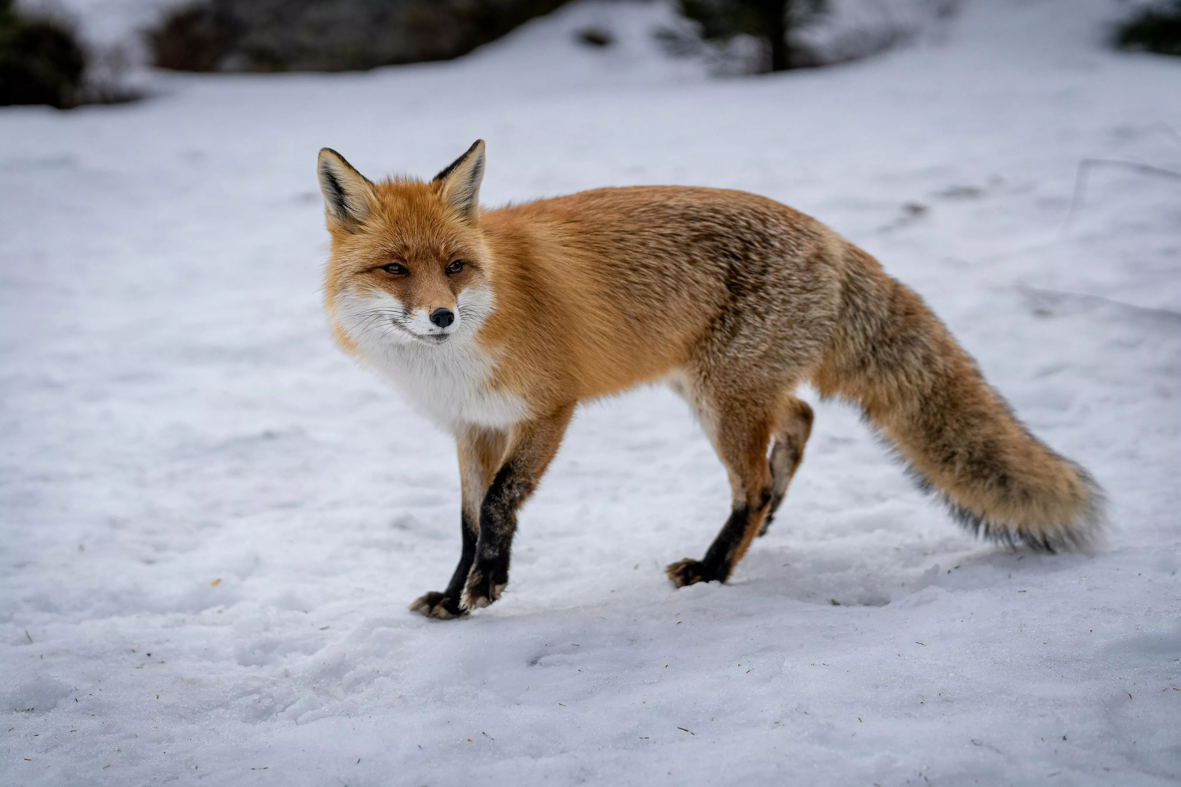Red Fox In Snow Wallpapers - Wallpaper Cave