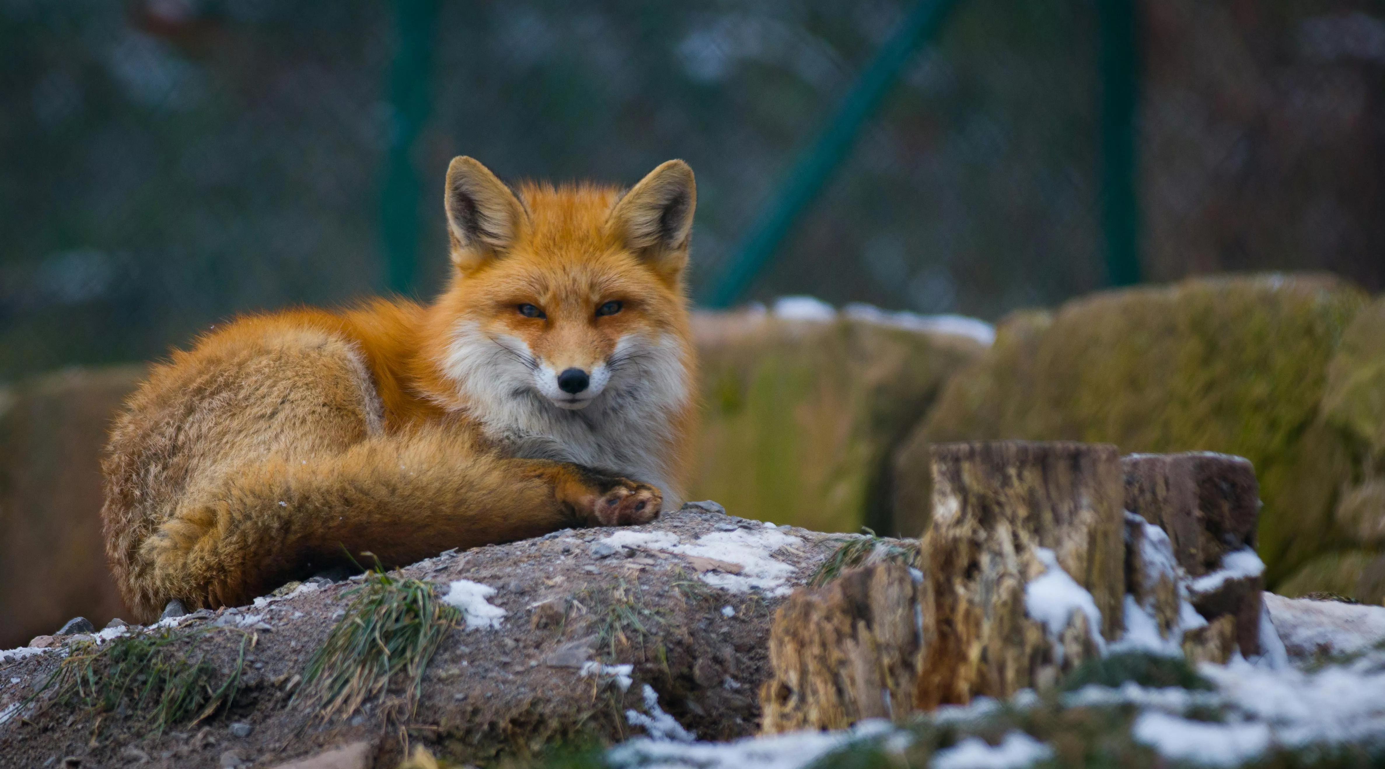 Red Fox In Snow Wallpapers - Wallpaper Cave
