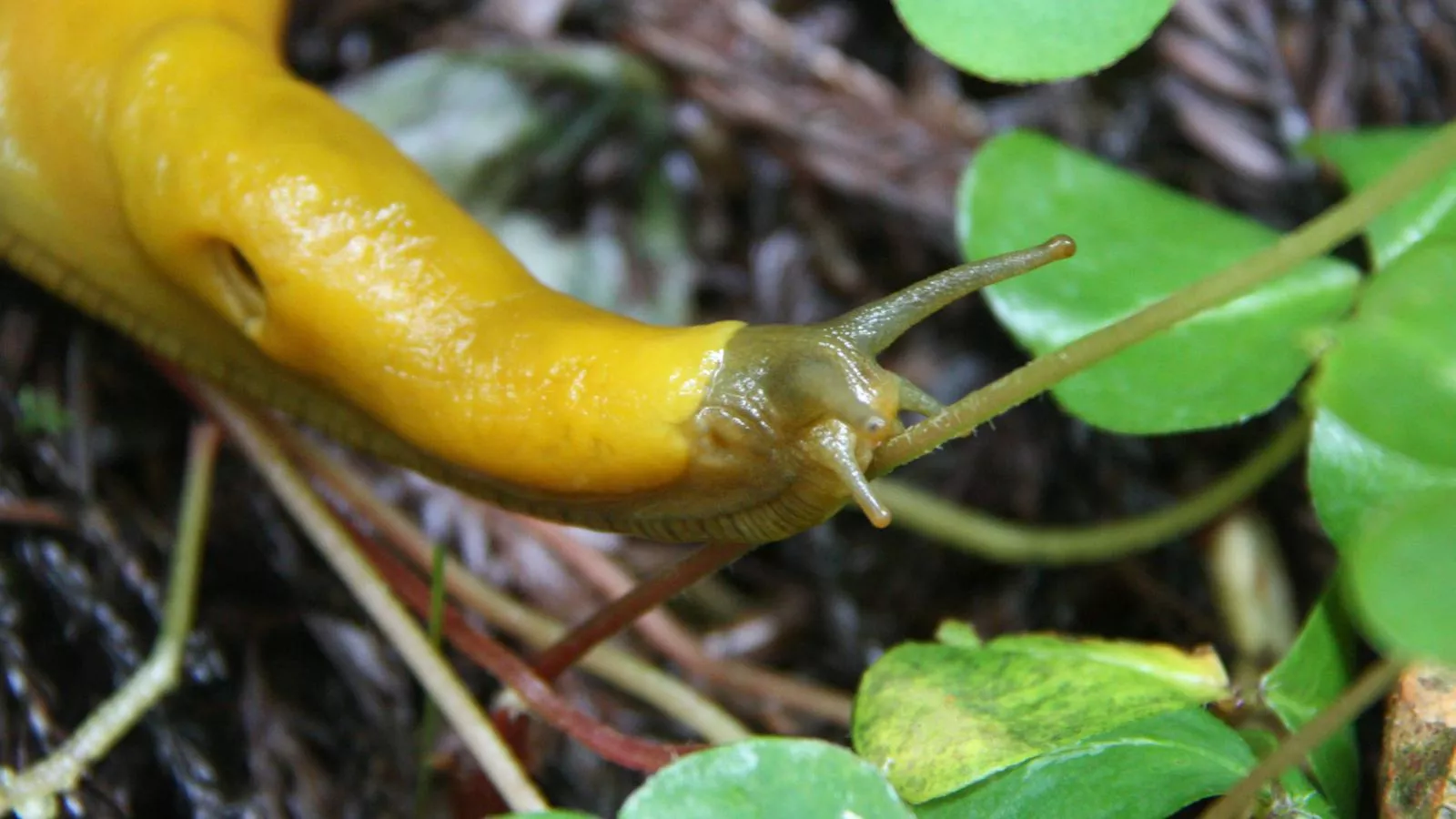 Banana Slug Wallpapers - Wallpaper Cave