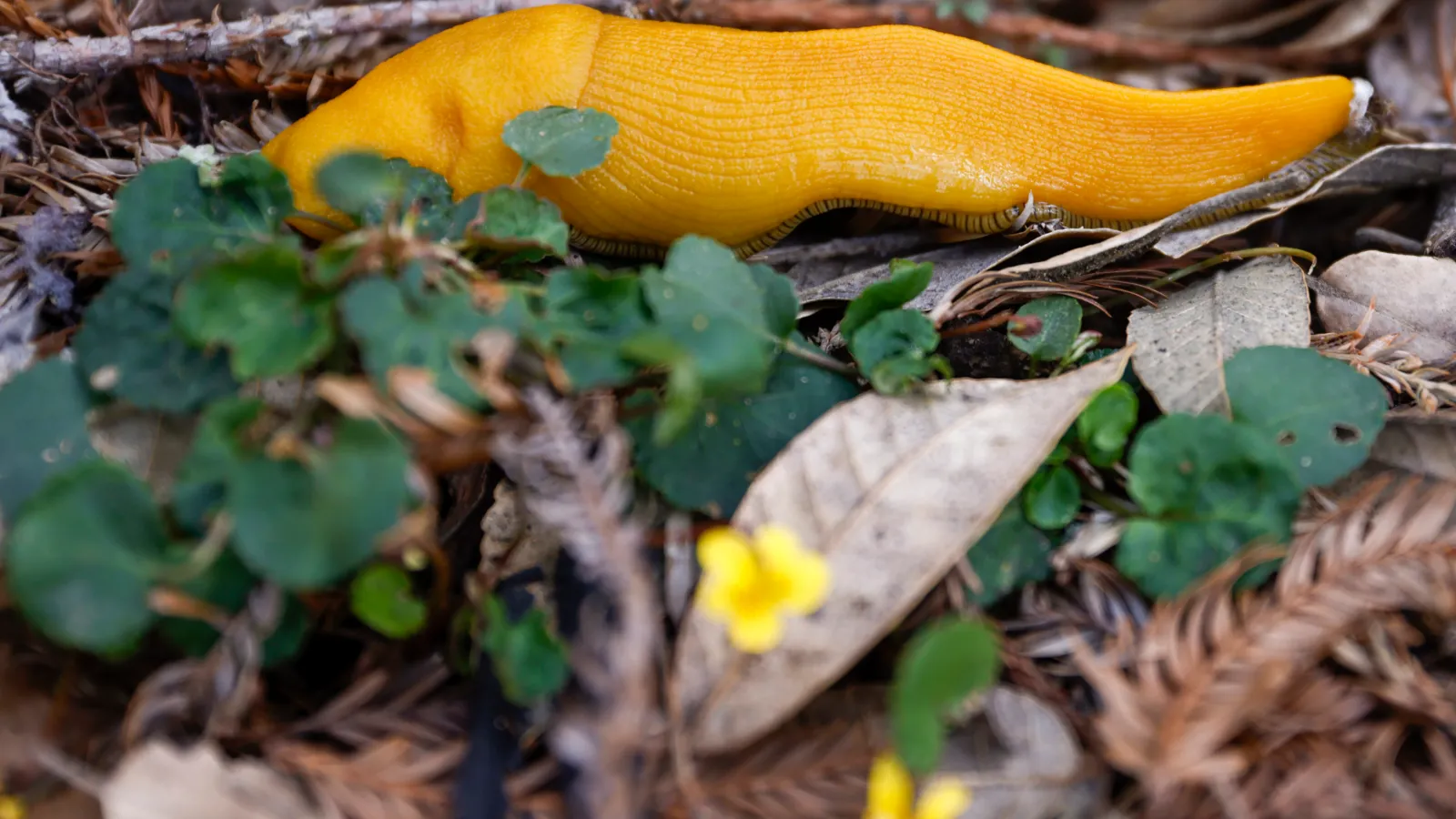 Banana Slug Wallpapers - Wallpaper Cave