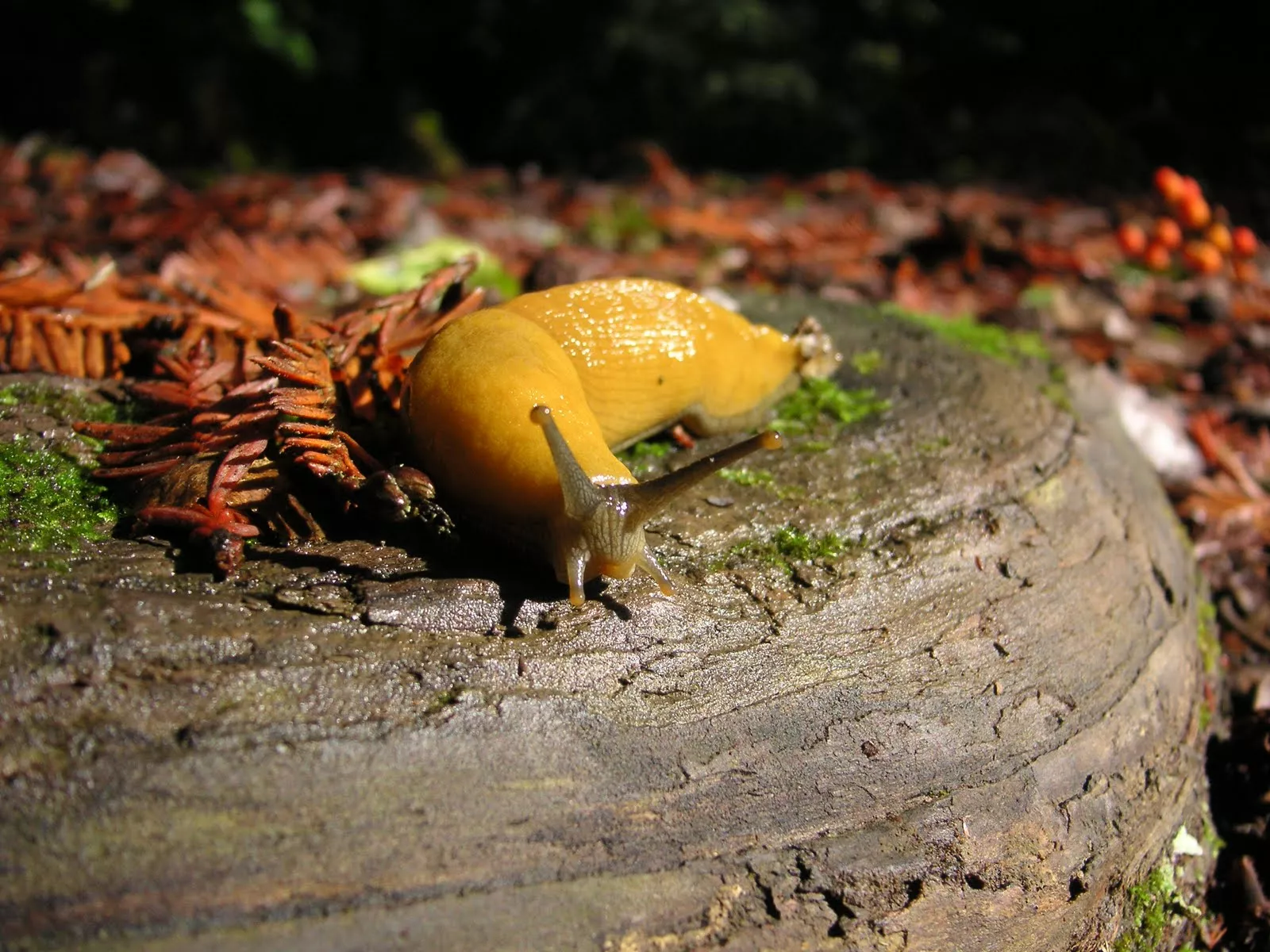 Banana Slug Wallpapers - Wallpaper Cave