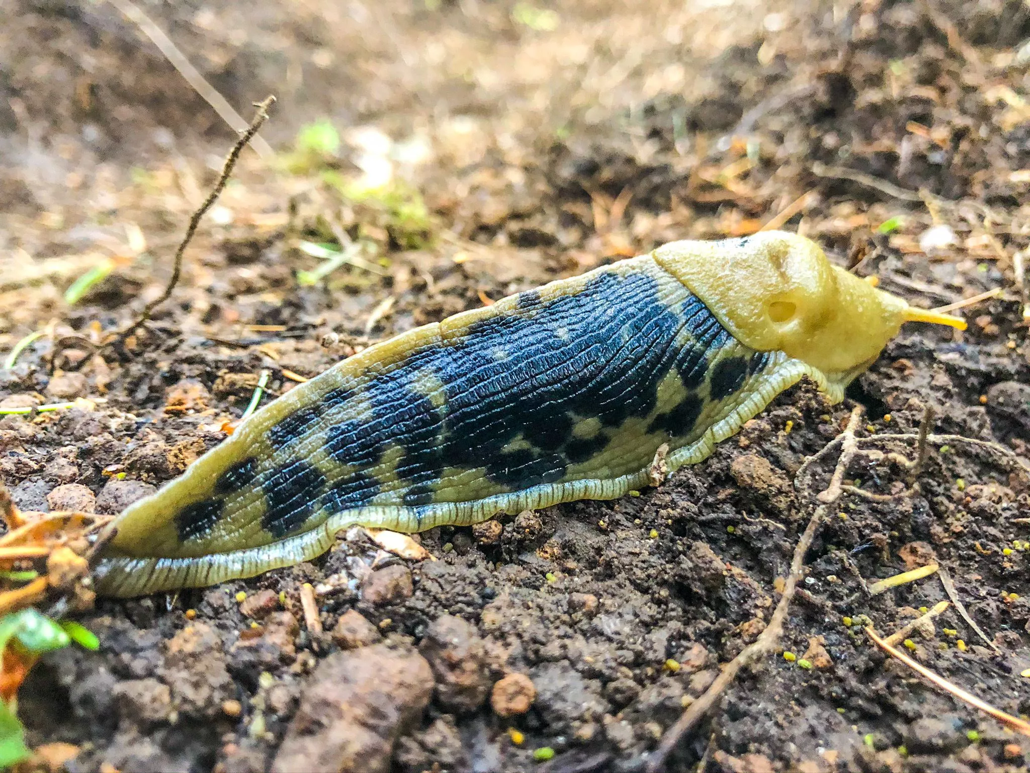 Banana Slug Wallpapers - Wallpaper Cave