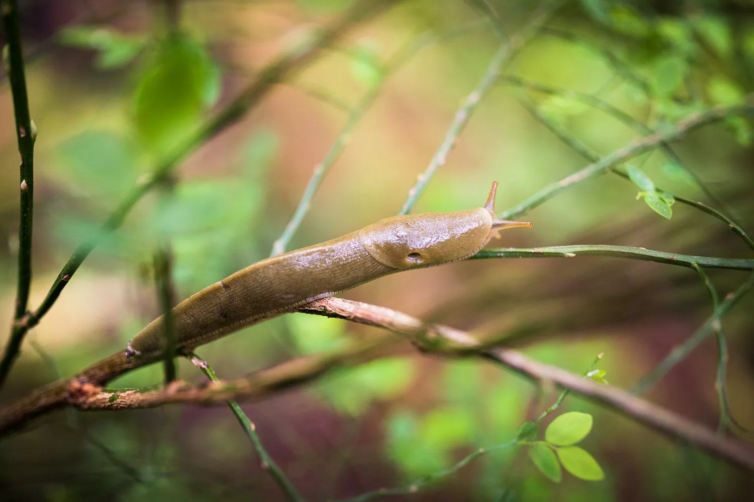 Banana Slug Wallpapers - Wallpaper Cave