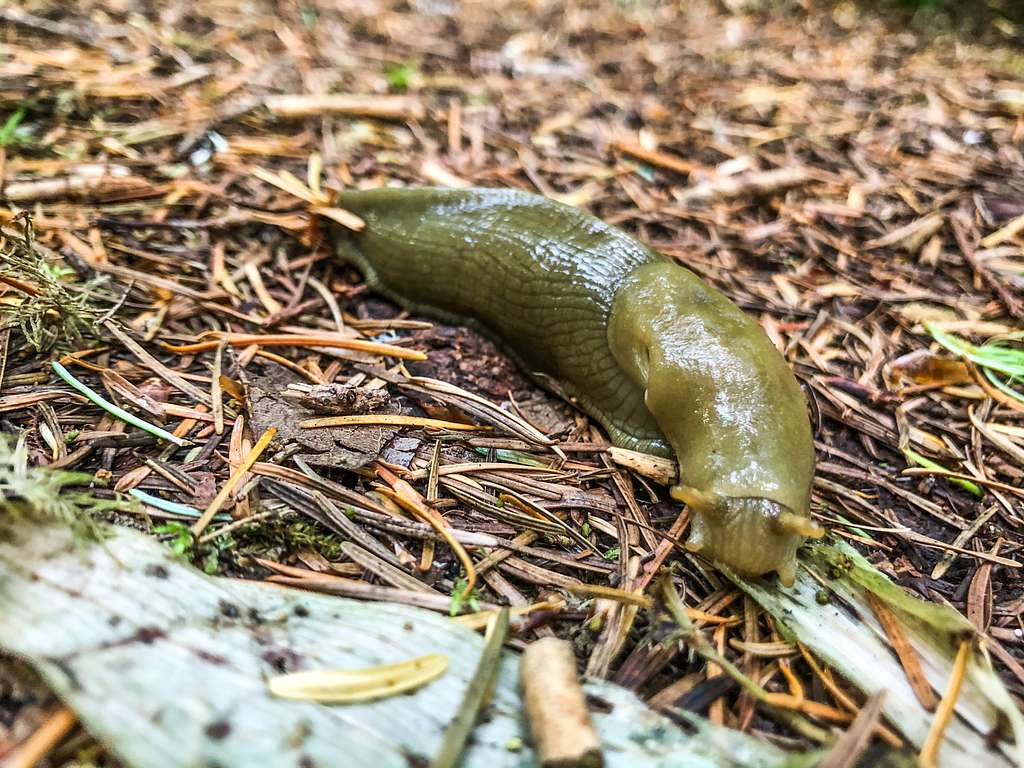 Banana Slug Wallpapers - Wallpaper Cave