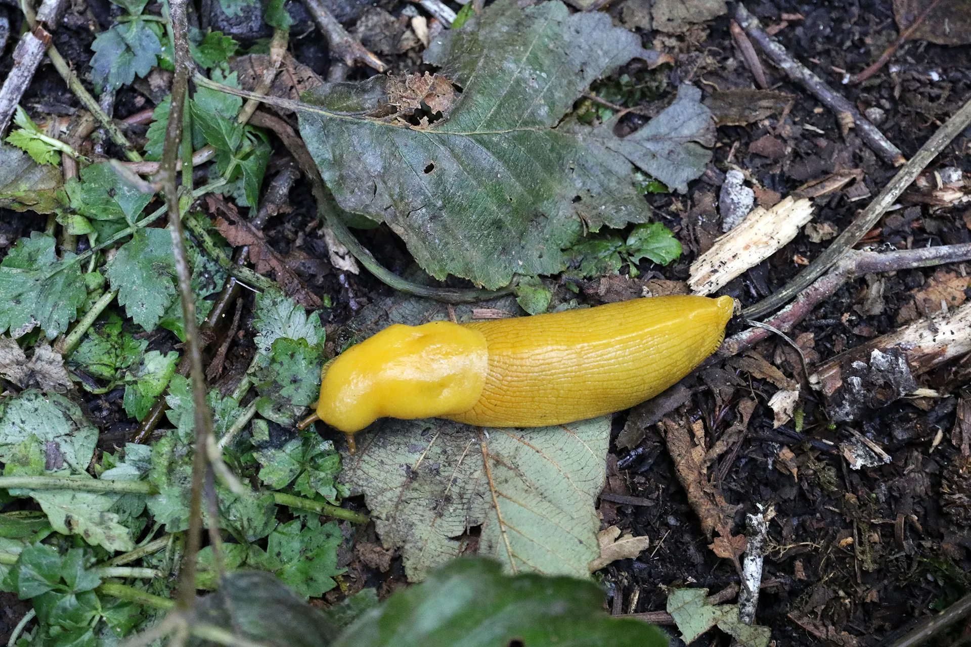 Banana Slug Wallpapers - Wallpaper Cave