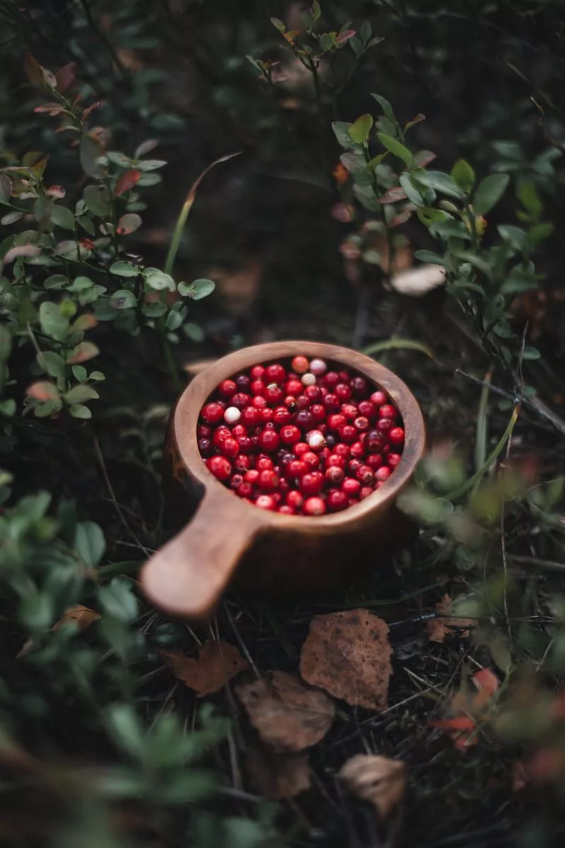 Cranberries Wallpapers - Wallpaper Cave