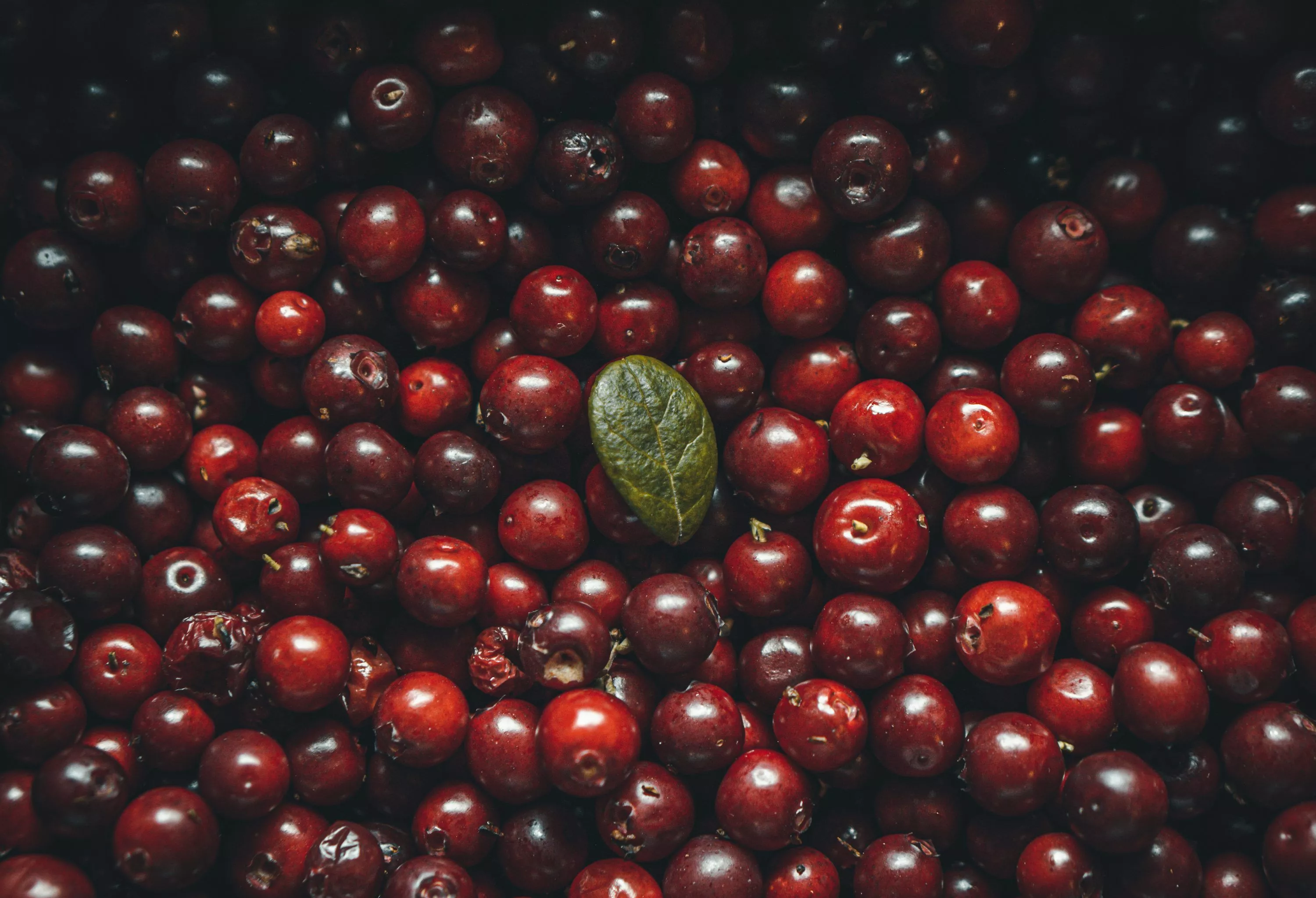 Cranberries Wallpapers - Wallpaper Cave