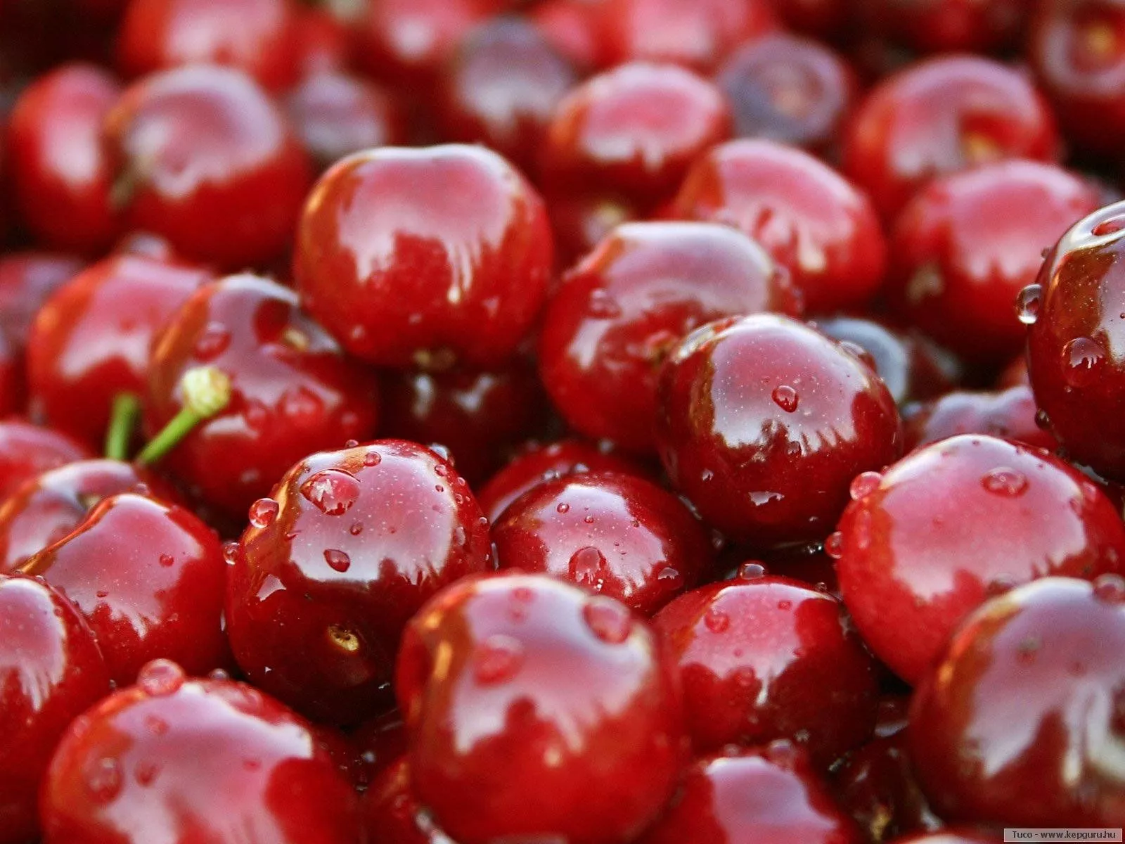 Cranberries Wallpapers - Wallpaper Cave
