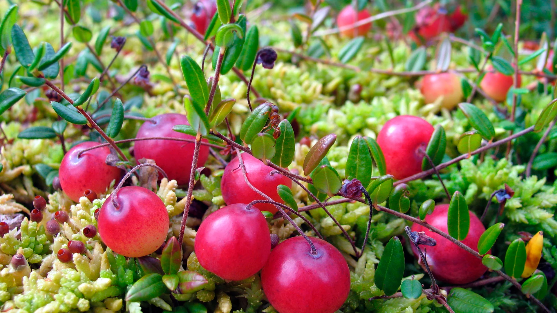 Cranberries Wallpapers - Wallpaper Cave