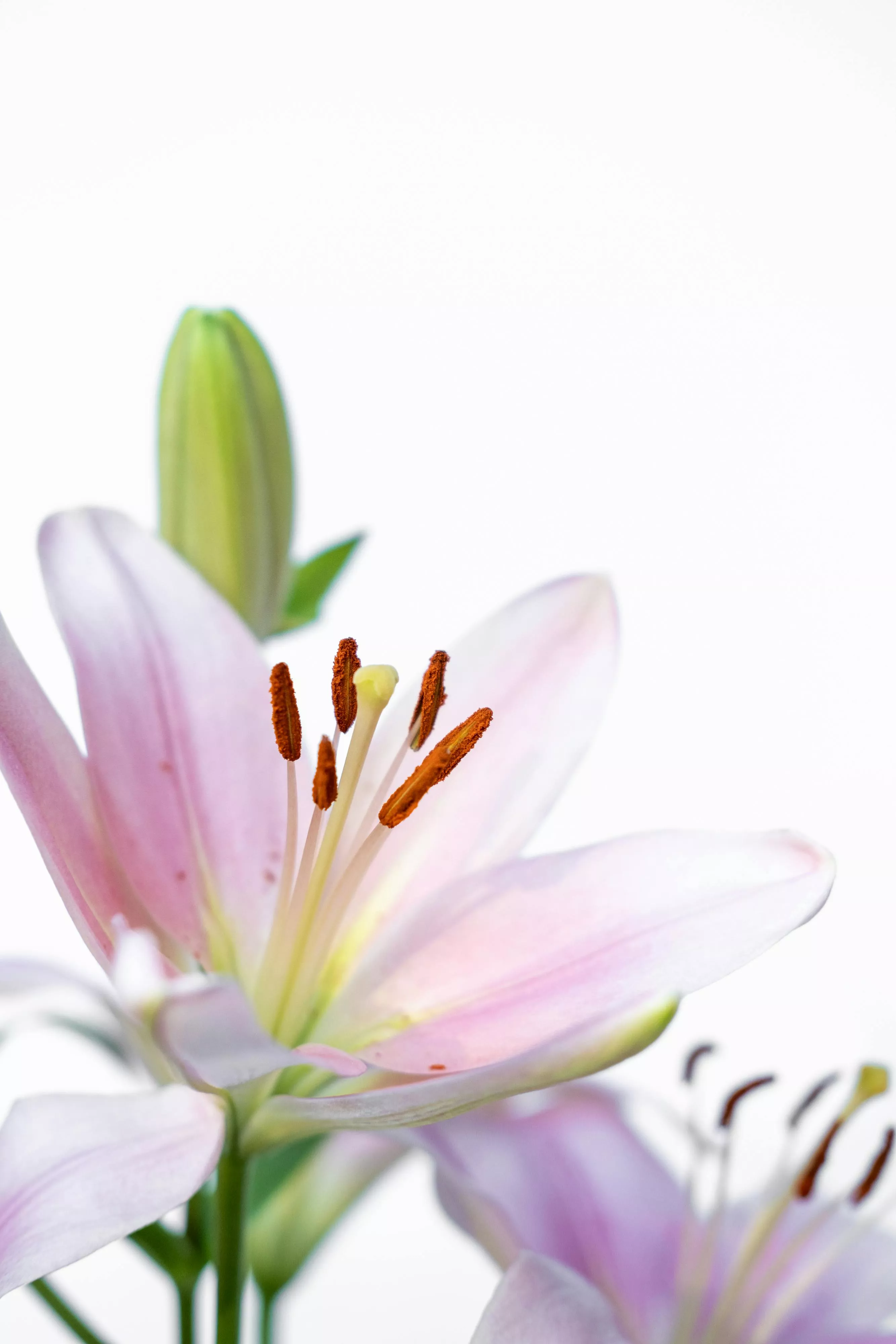 Spring Lillies Wallpapers - Wallpaper Cave