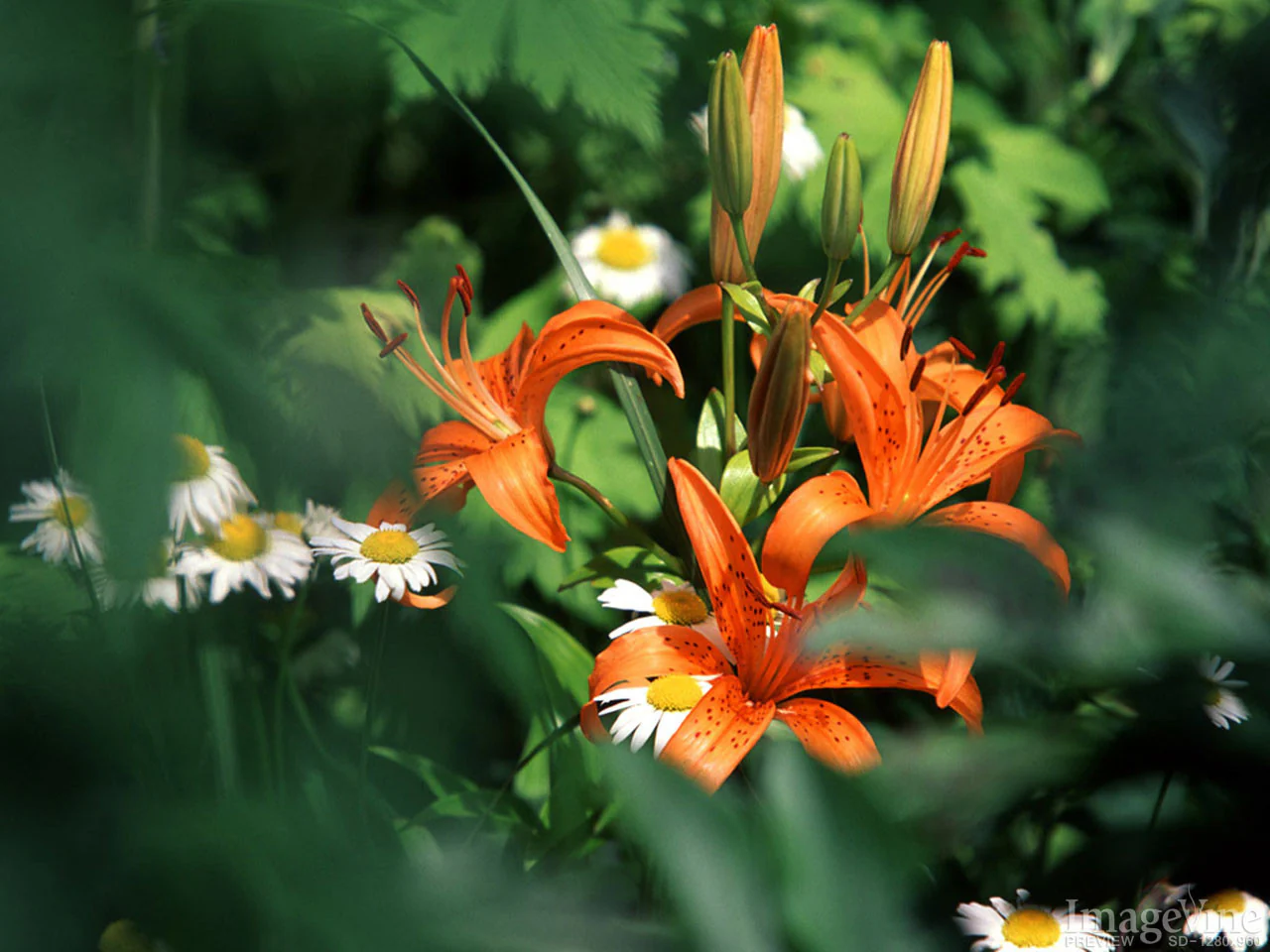Spring Lillies Wallpapers - Wallpaper Cave