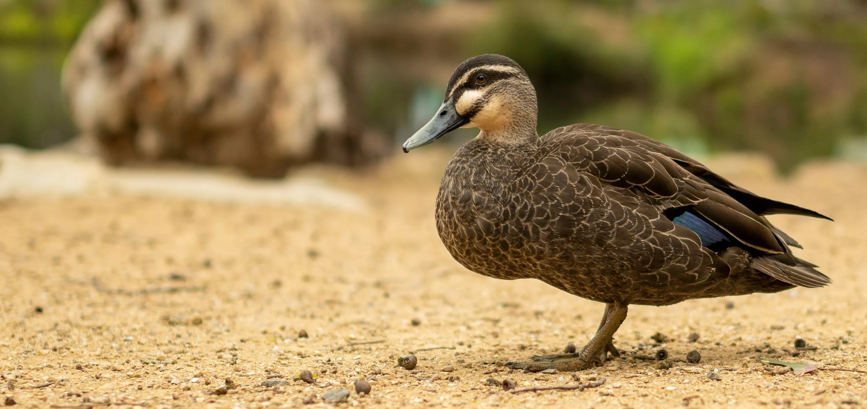 Black Duck Wallpapers - Wallpaper Cave