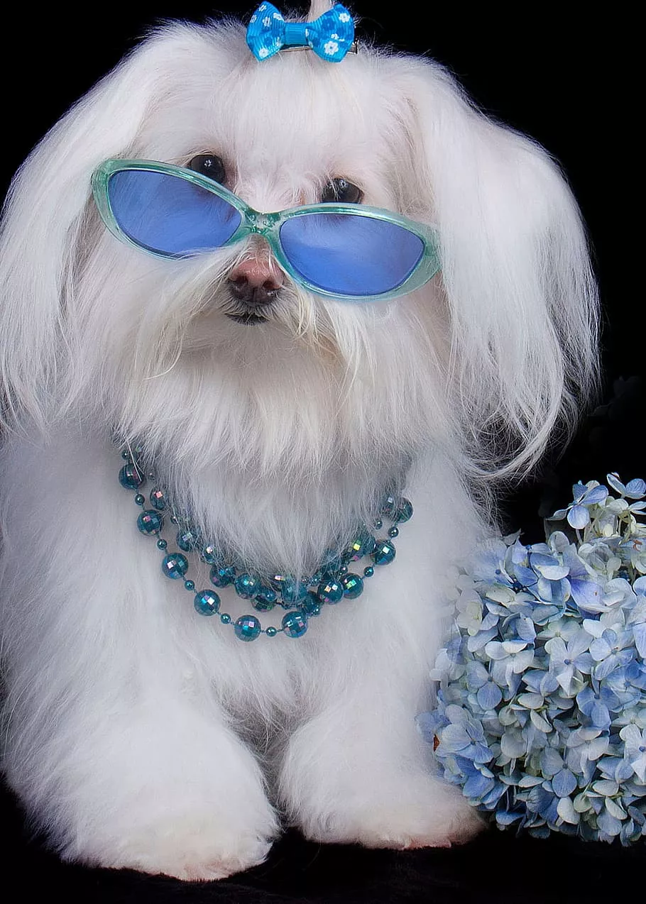 Pets With Glasses Wallpapers - Wallpaper Cave
