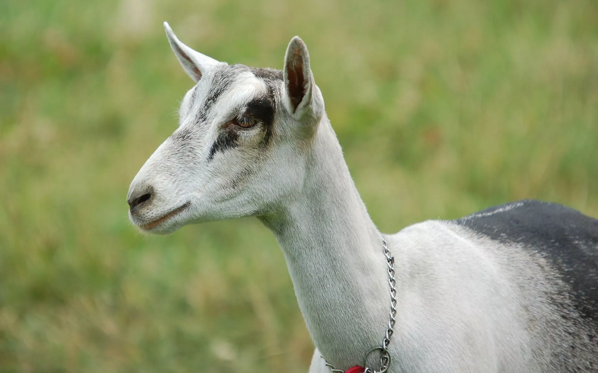 Grey Goat Wallpapers - Wallpaper Cave