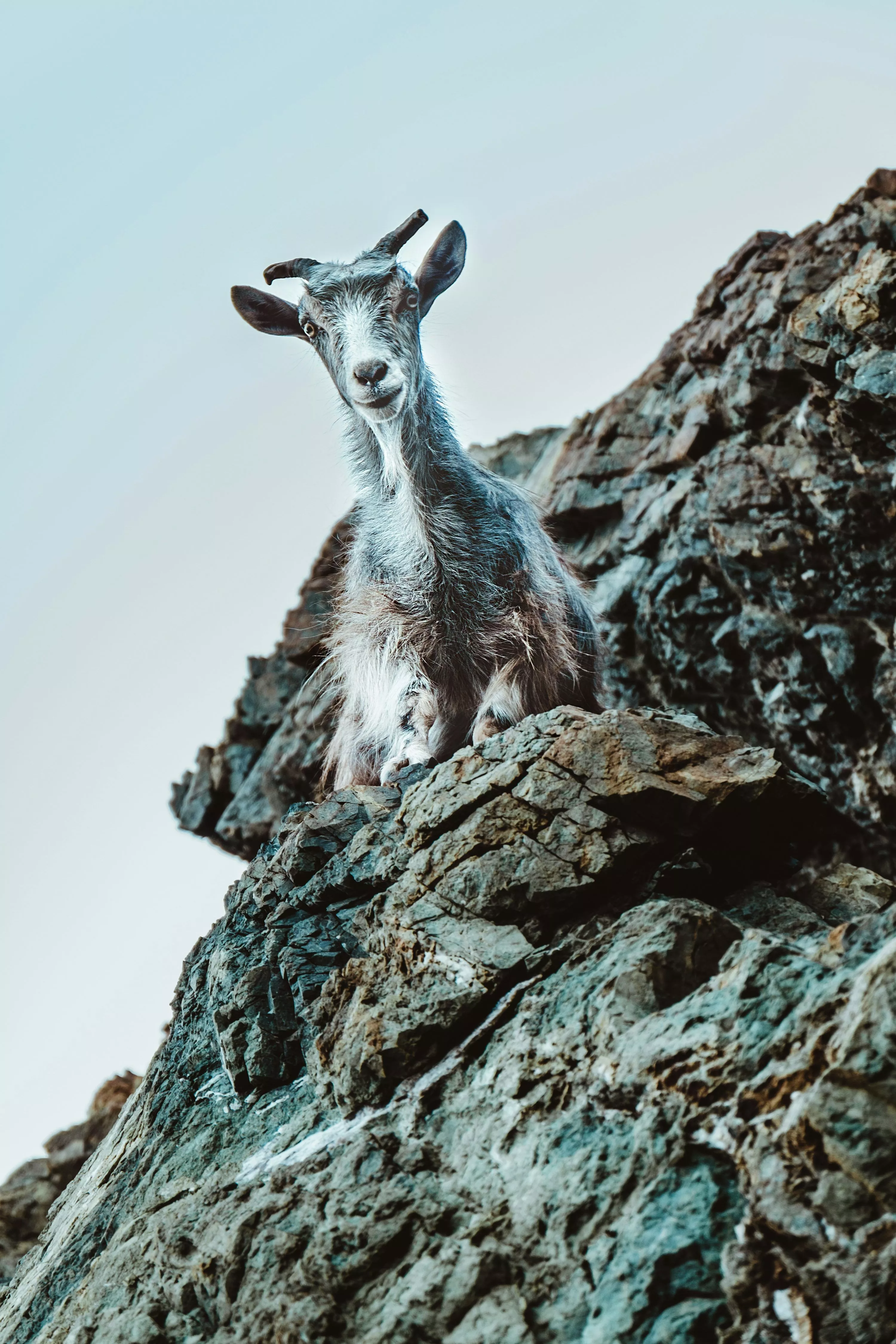 Grey Goat Wallpapers - Wallpaper Cave