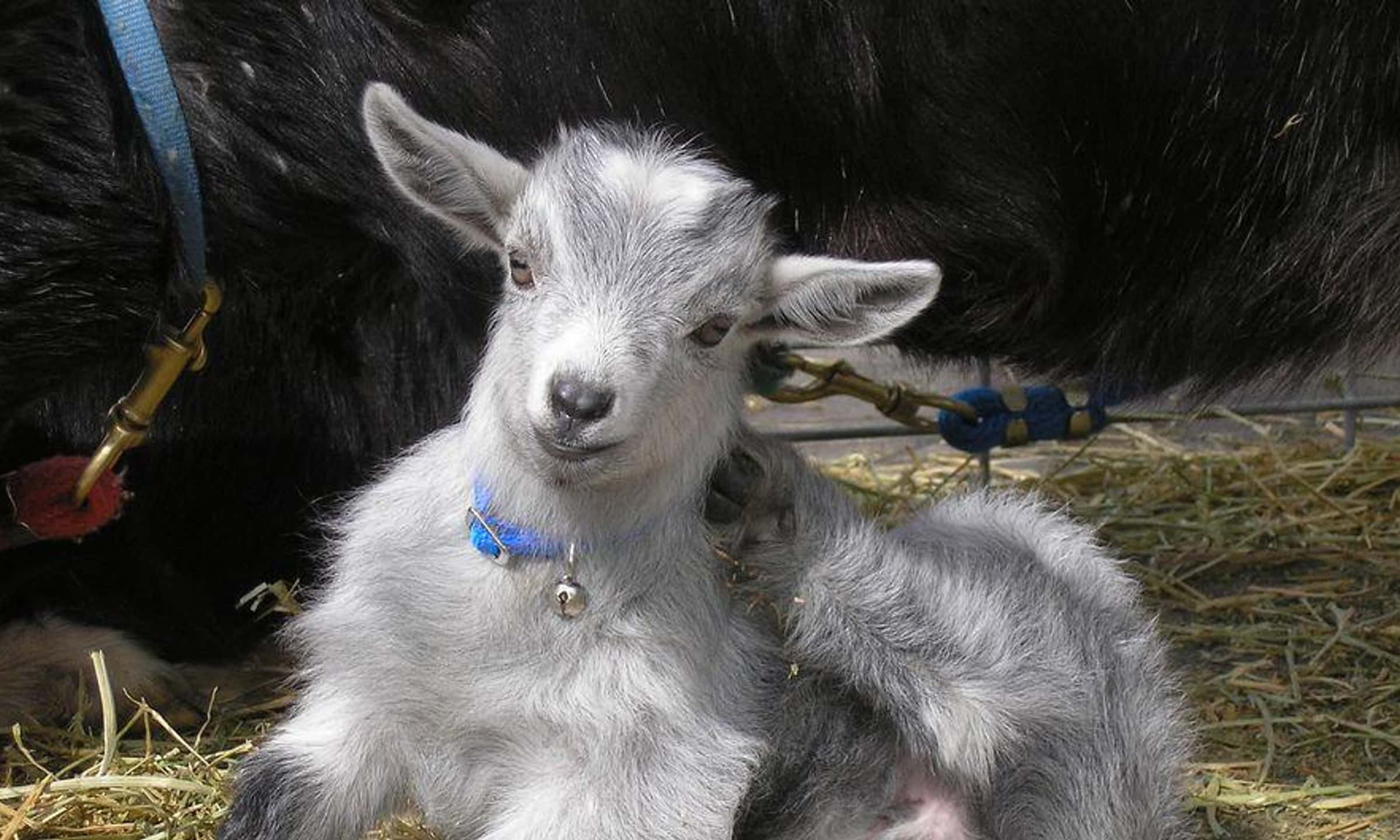 Grey Goat Wallpapers - Wallpaper Cave