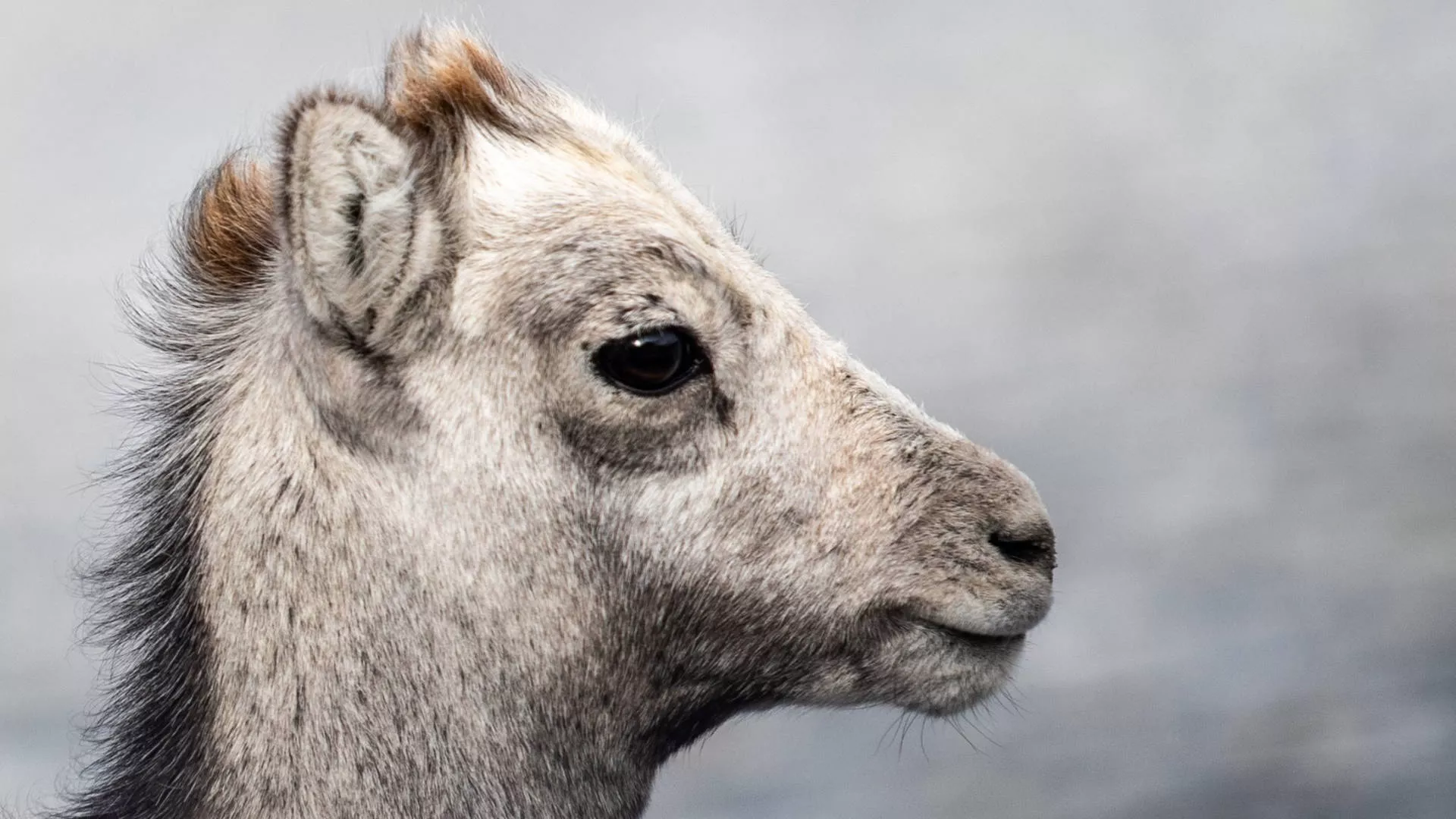 Grey Goat Wallpapers - Wallpaper Cave