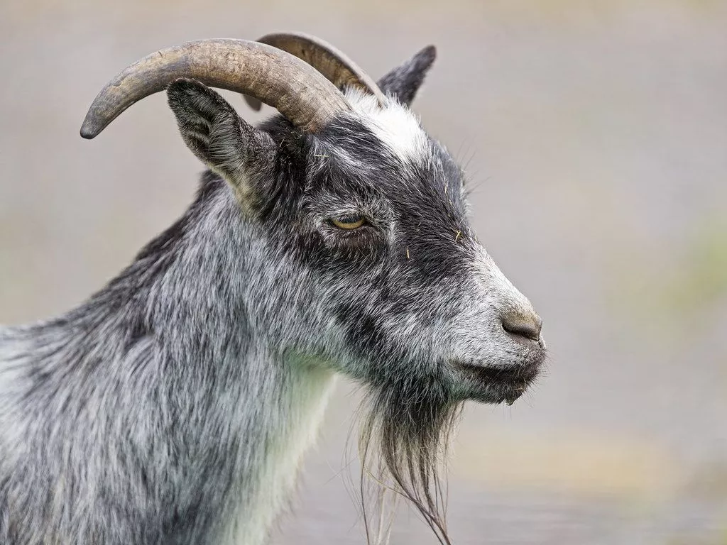 Grey Goat Wallpapers - Wallpaper Cave