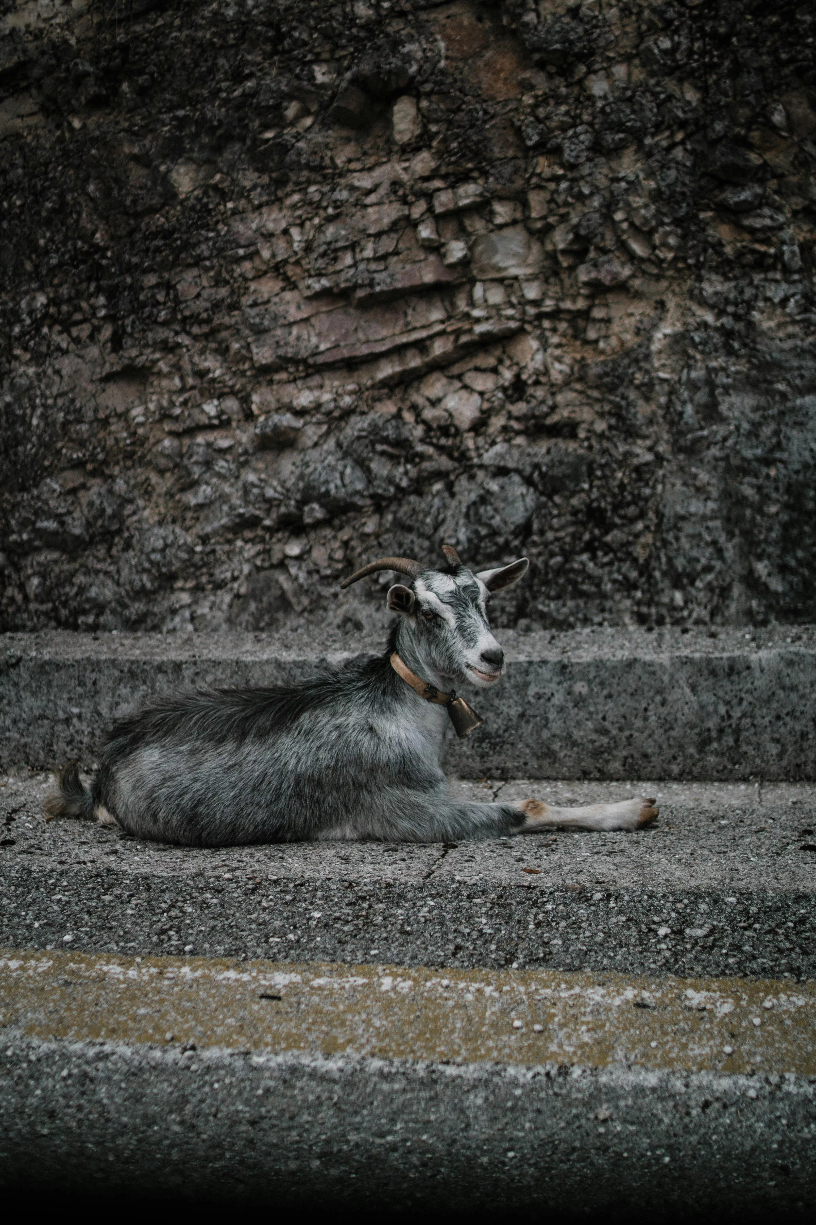 Grey Goat Wallpapers - Wallpaper Cave