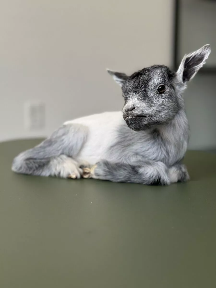 Grey Goat Wallpapers - Wallpaper Cave